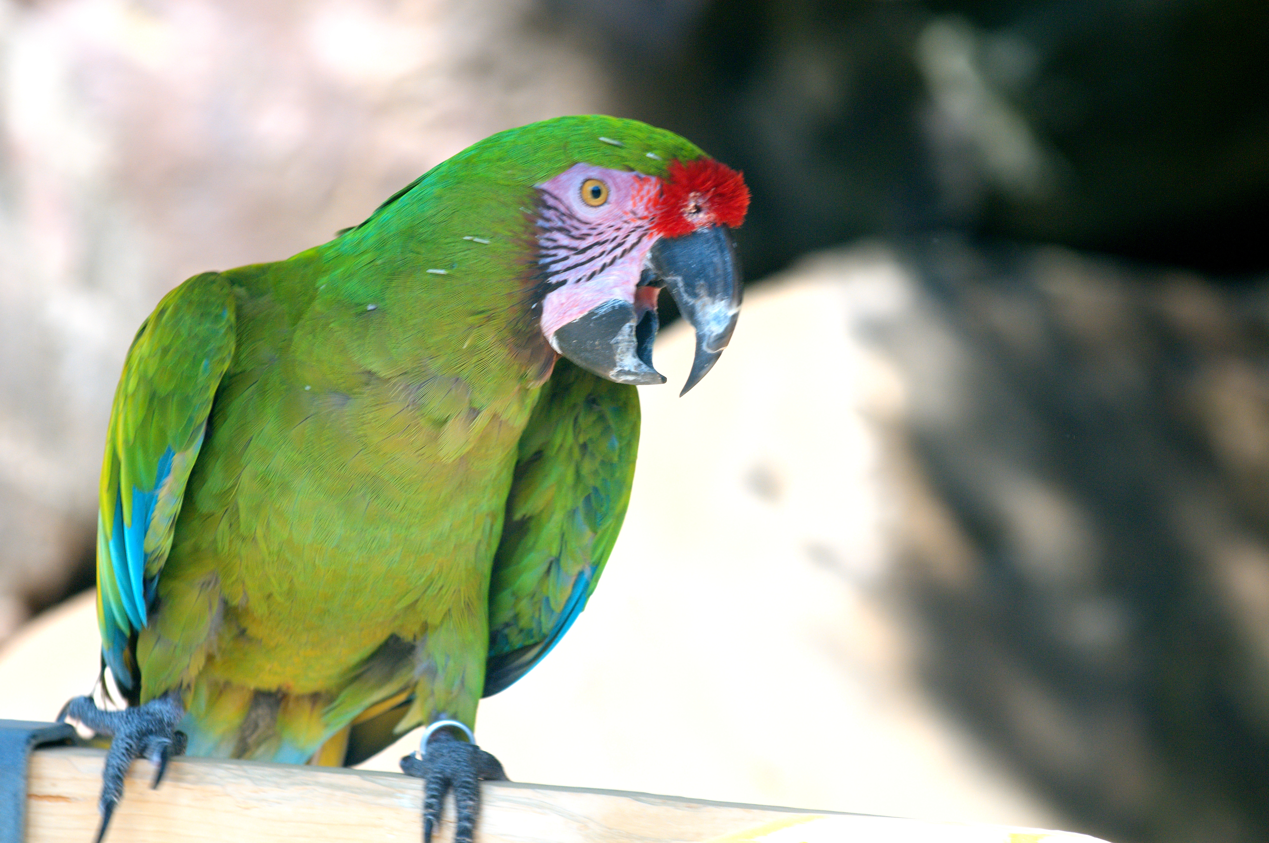 Military Macaw Wallpapers - Wallpaper Cave