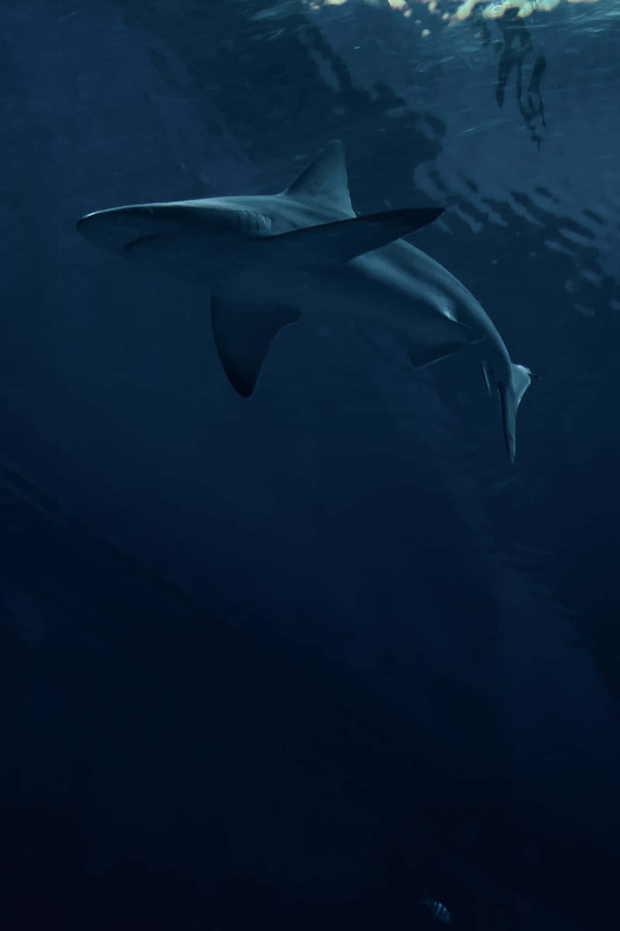Shark Aesthetic Wallpapers - Wallpaper Cave
