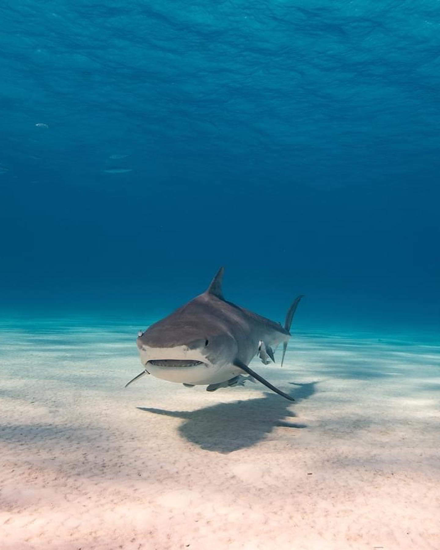 Shark Aesthetic Wallpapers - Wallpaper Cave