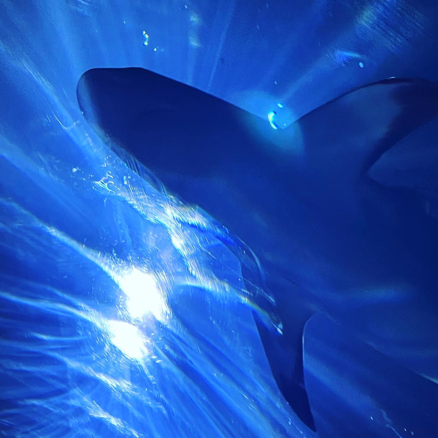 Shark Aesthetic Wallpapers - Wallpaper Cave