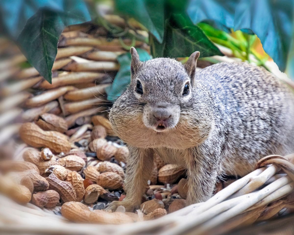 Funny Squirrels Wallpapers - Wallpaper Cave