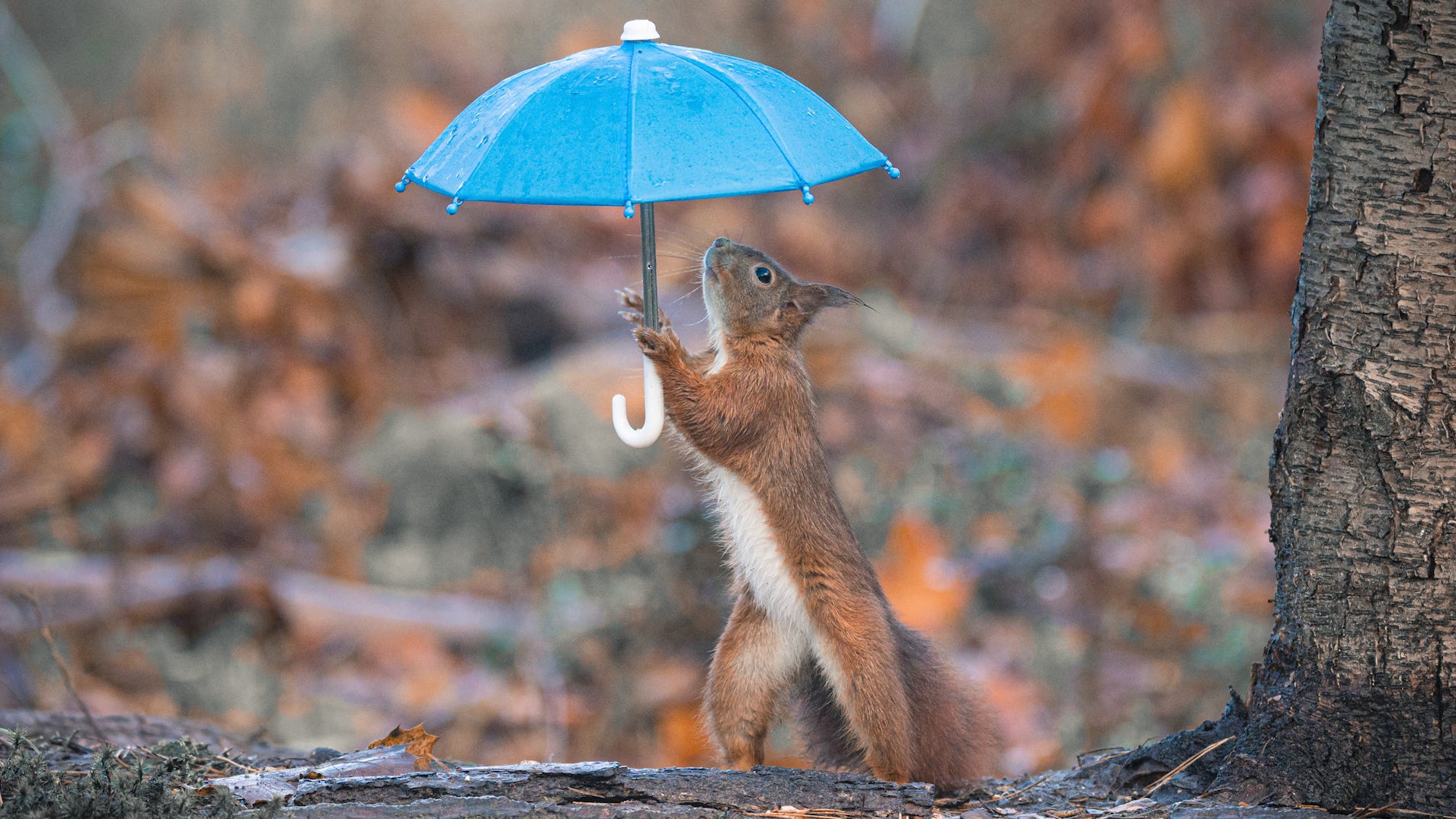 Funny Squirrels Wallpapers - Wallpaper Cave