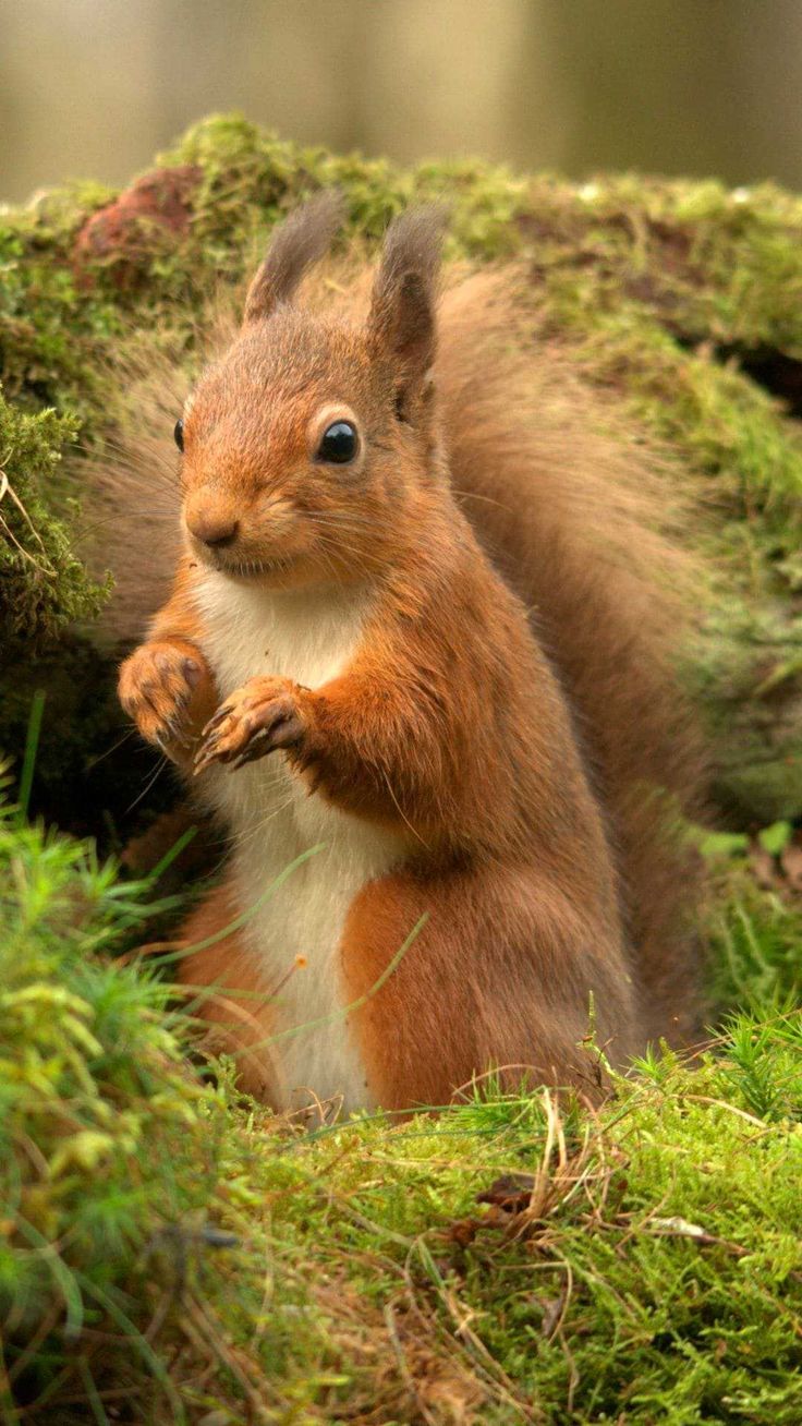 Funny Squirrels Wallpapers - Wallpaper Cave