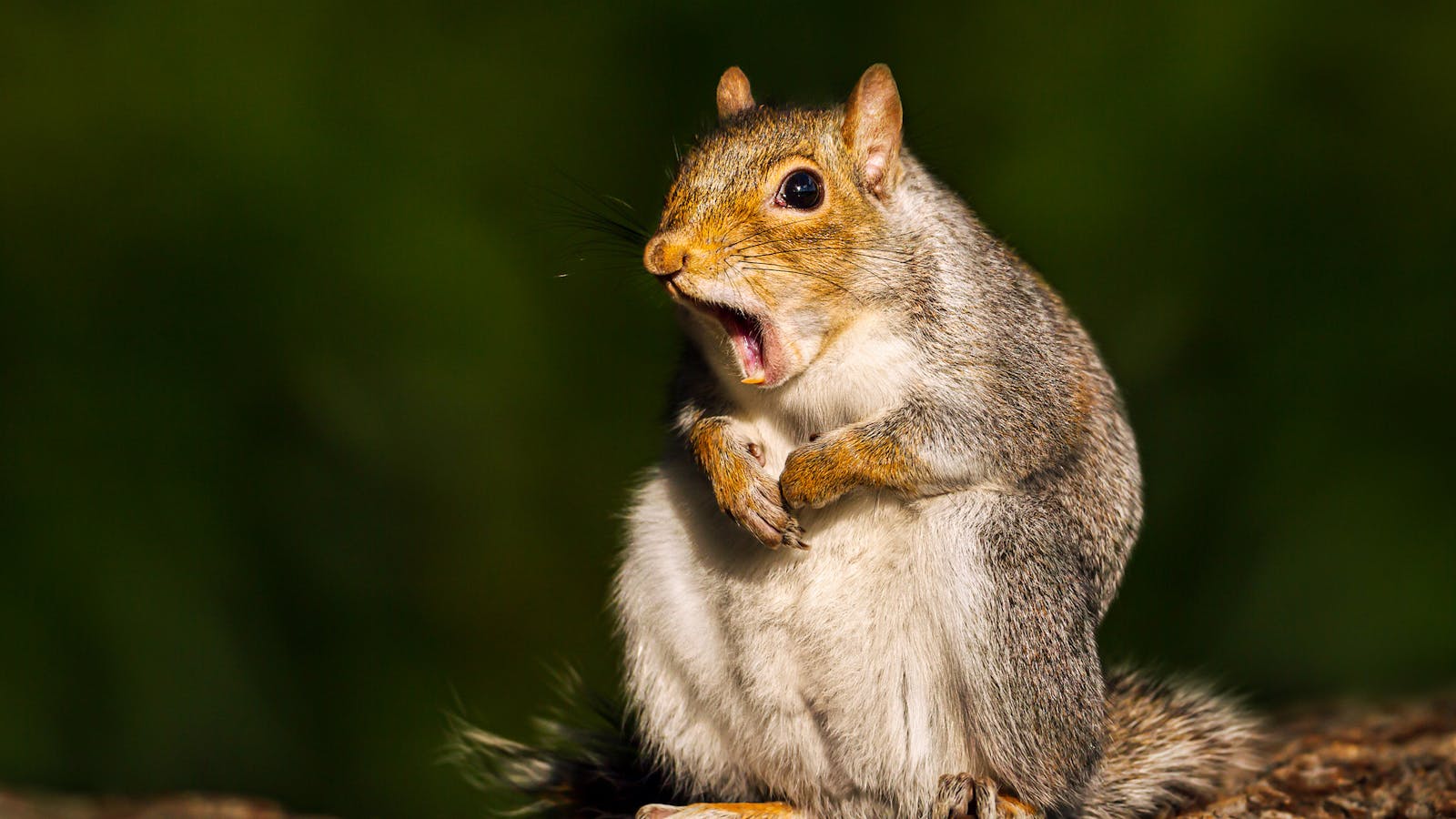 Funny Squirrels Wallpapers - Wallpaper Cave