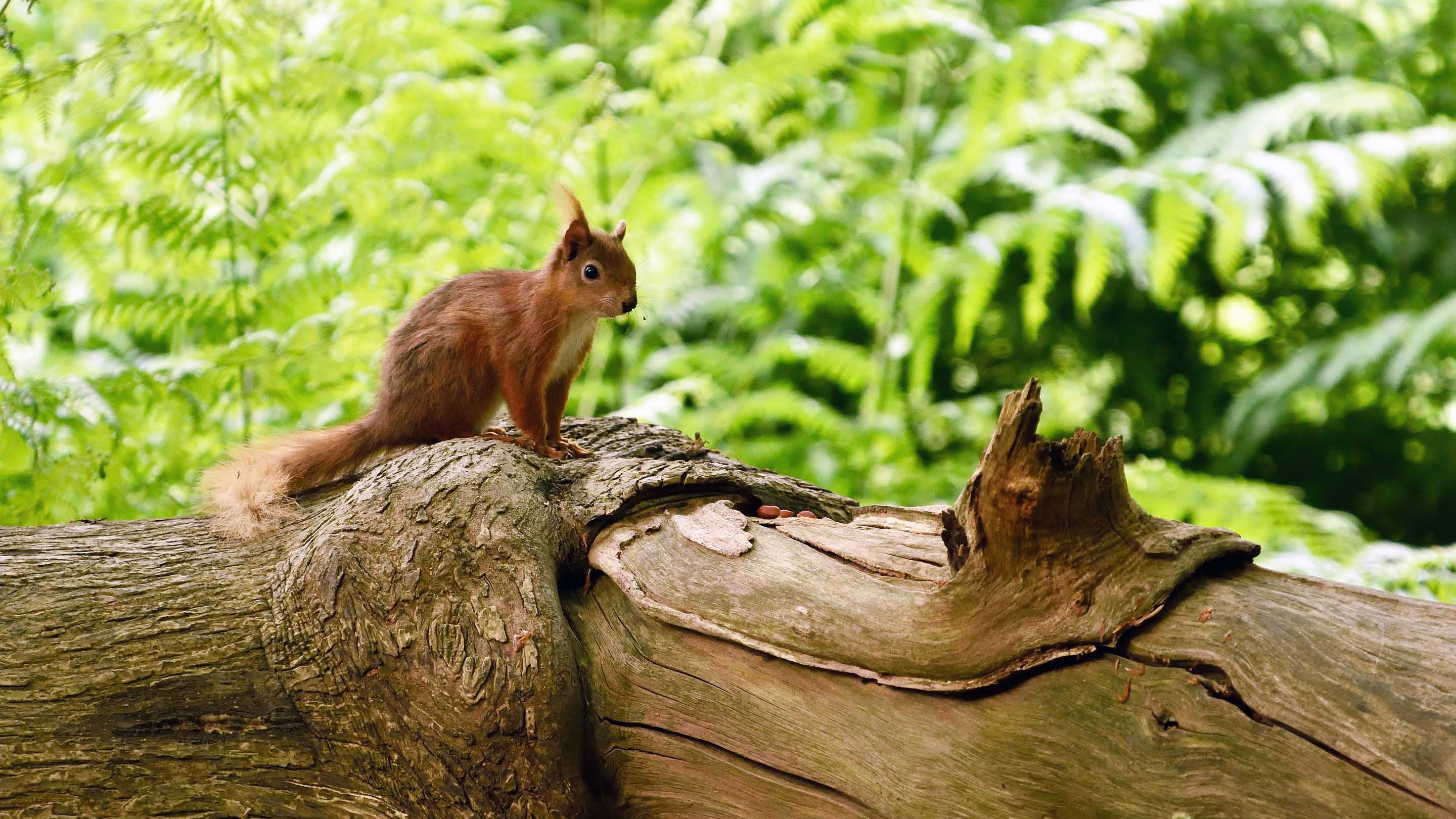 Funny Squirrels Wallpapers - Wallpaper Cave