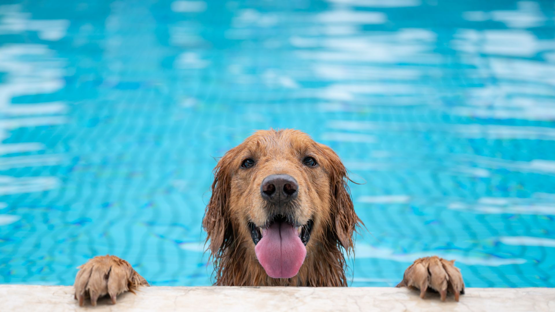 Swimming Dog Wallpapers - Wallpaper Cave