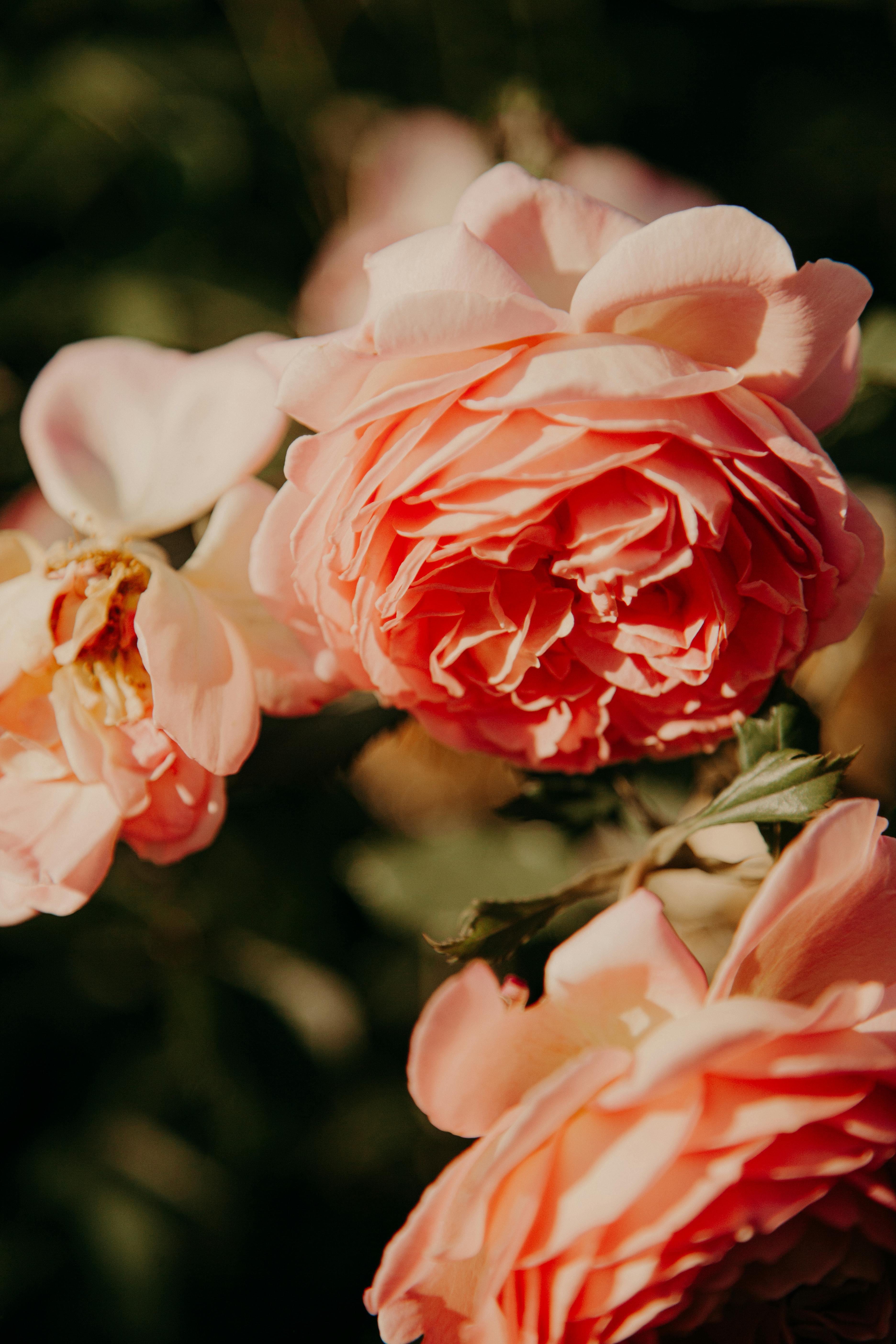 Peach Roses Wallpapers - Wallpaper Cave