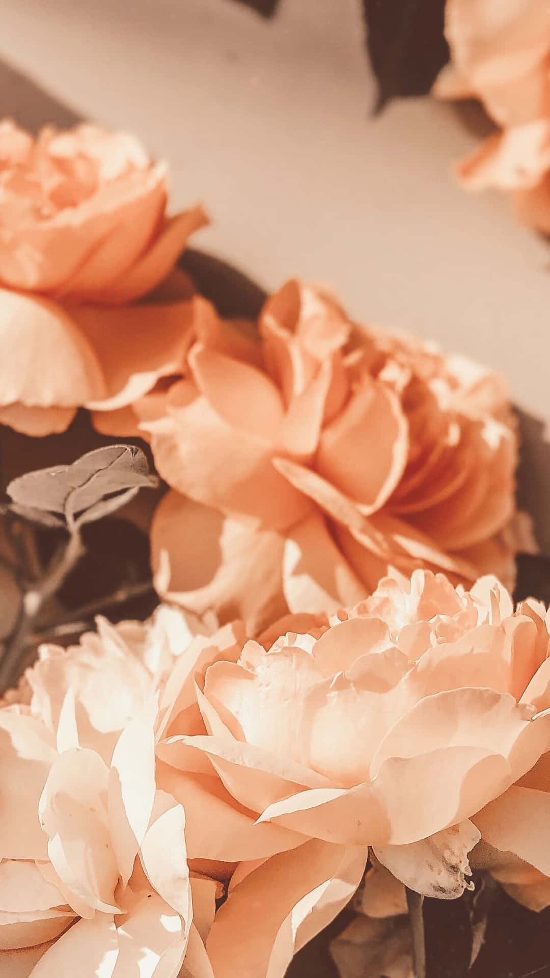 Peach Roses Wallpapers - Wallpaper Cave