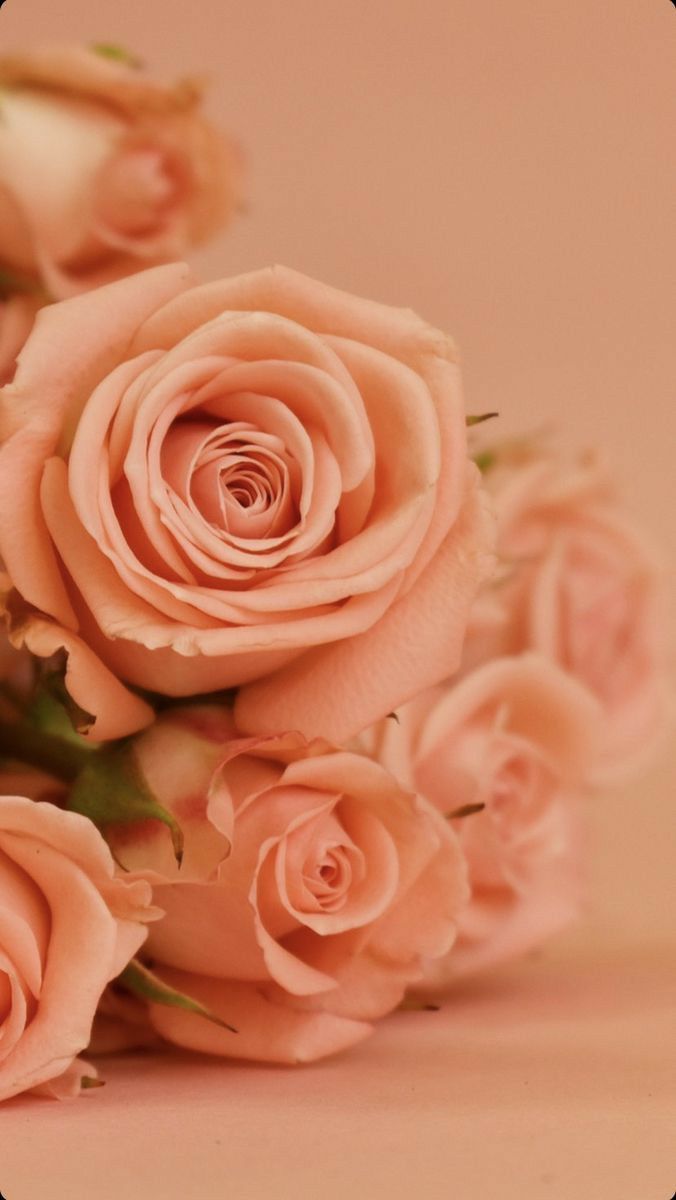 Peach Roses Wallpapers - Wallpaper Cave