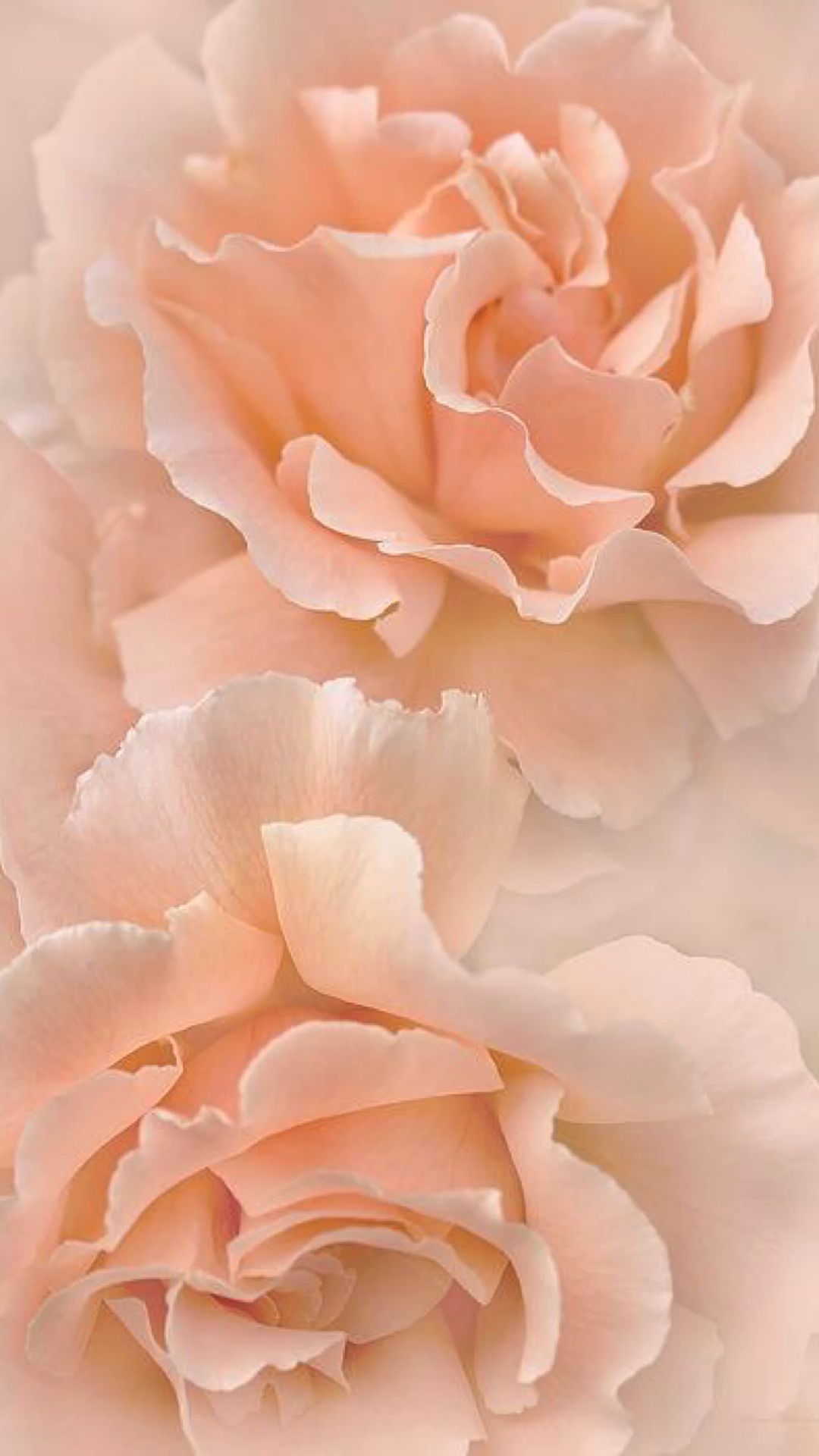 Peach Roses Wallpapers - Wallpaper Cave
