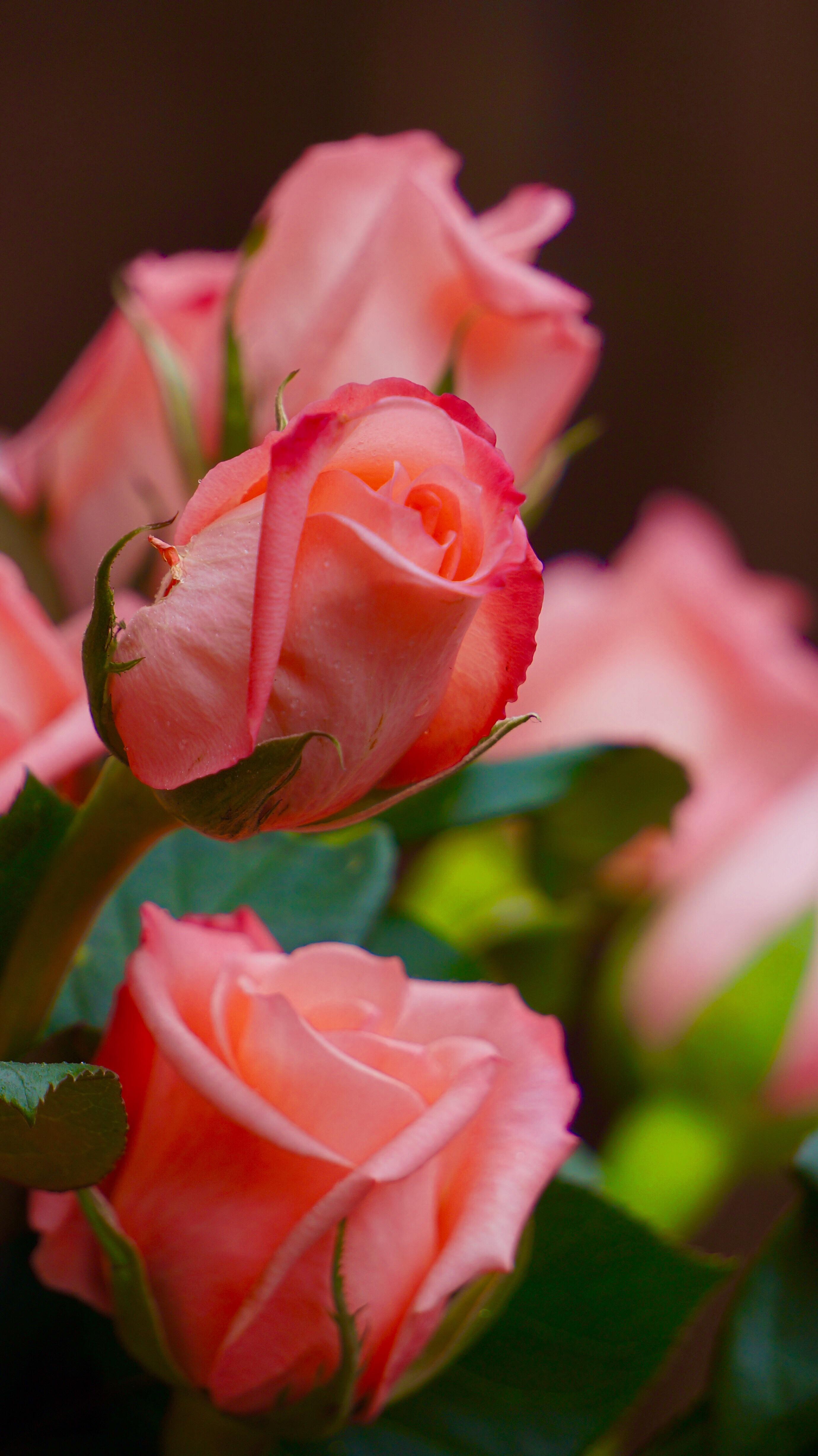 Peach Roses Wallpapers - Wallpaper Cave