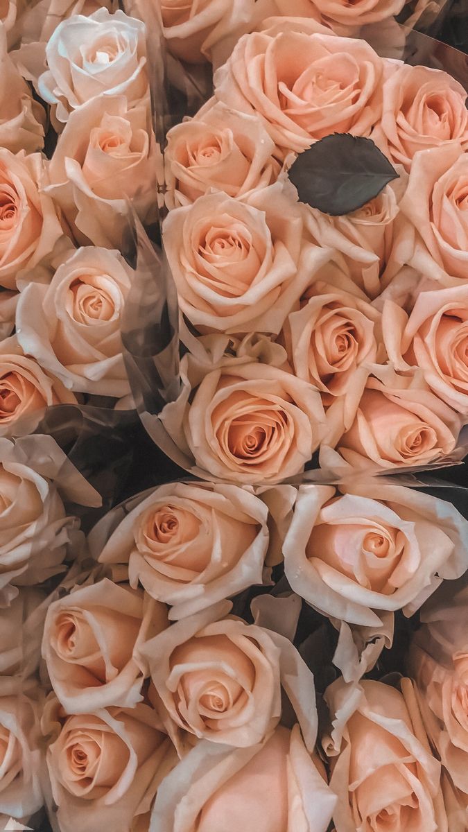 Peach Roses Wallpapers - Wallpaper Cave