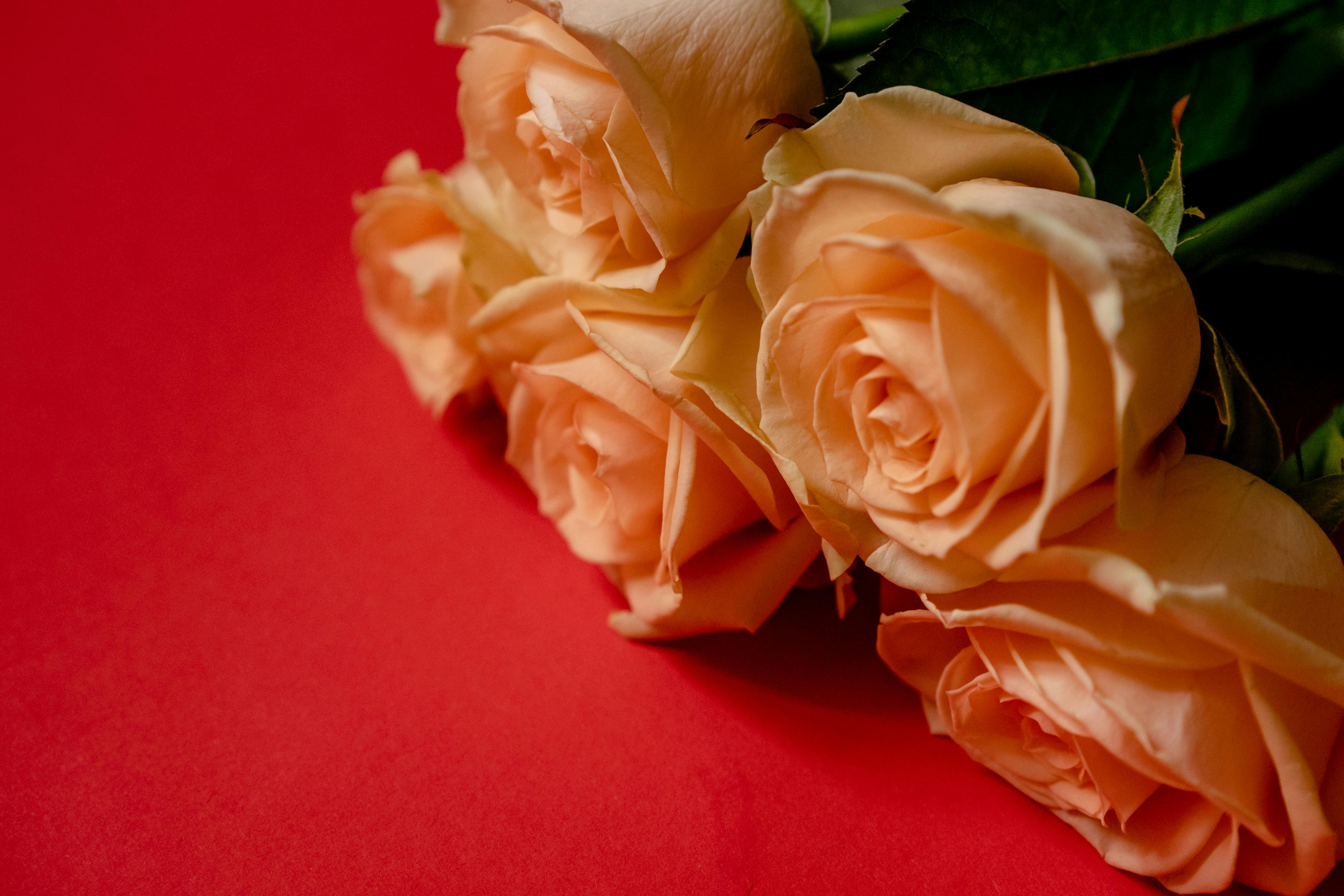 Peach Roses Wallpapers - Wallpaper Cave