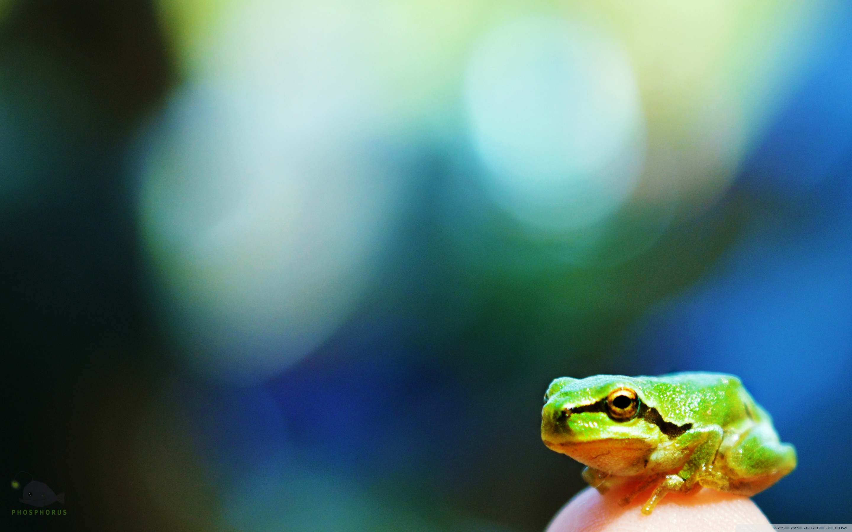 4k Frogs Wallpapers - Wallpaper Cave