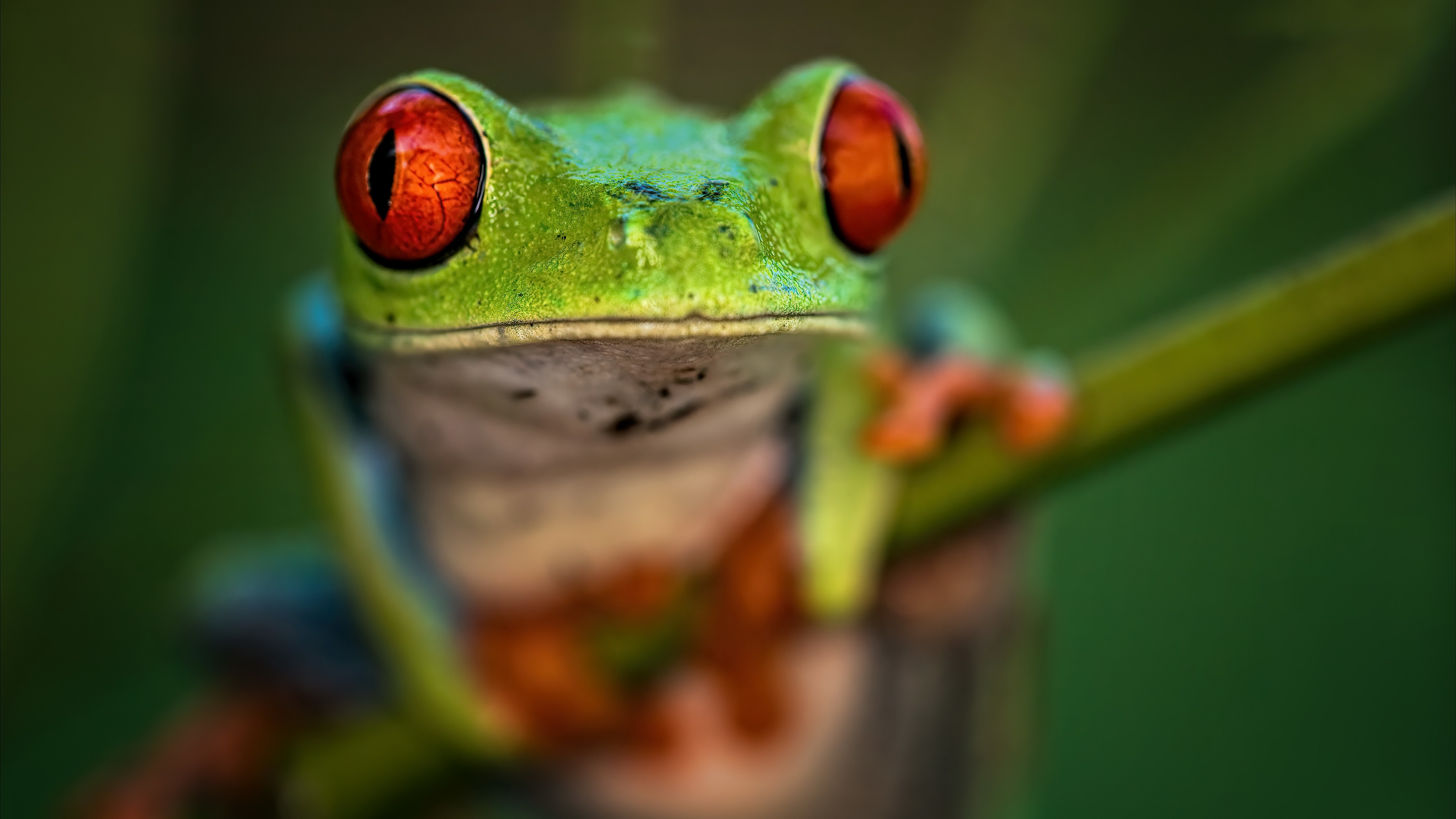 4k Frogs Wallpapers - Wallpaper Cave