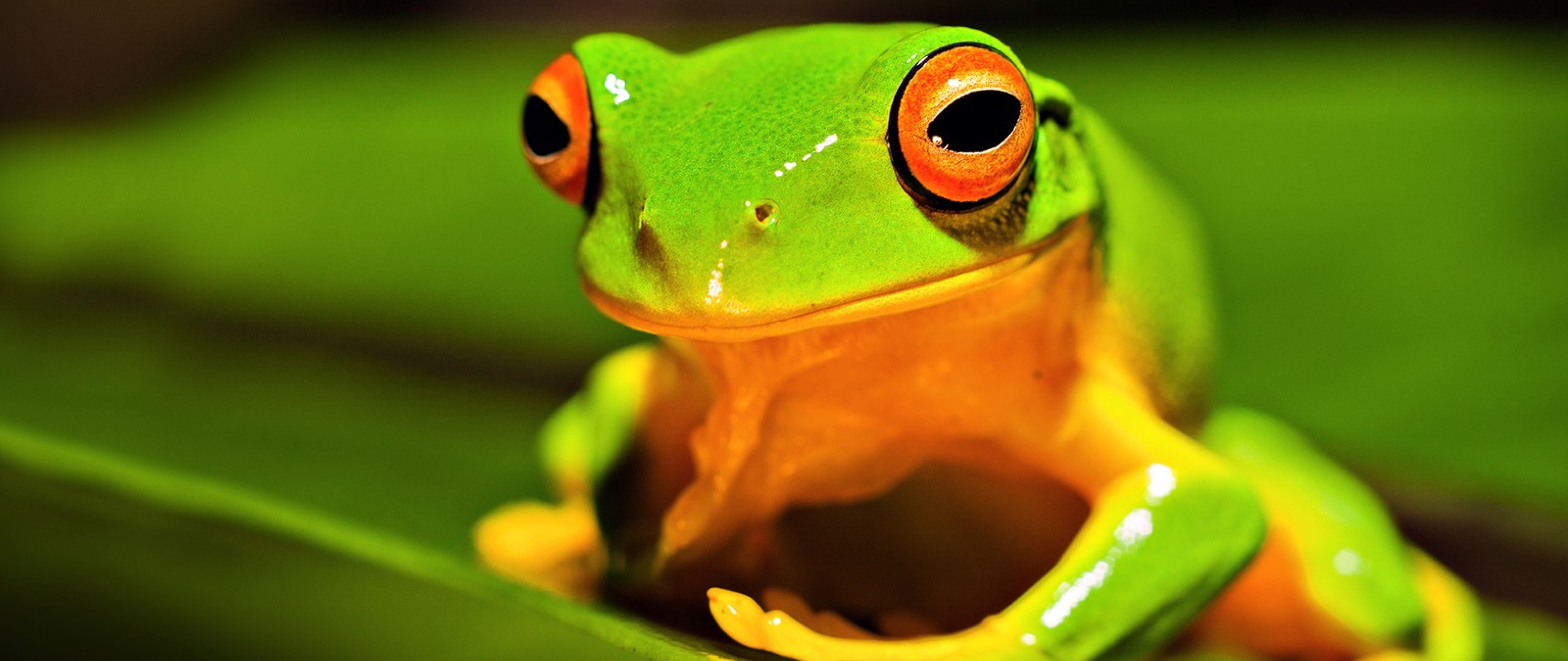 4k Frogs Wallpapers - Wallpaper Cave