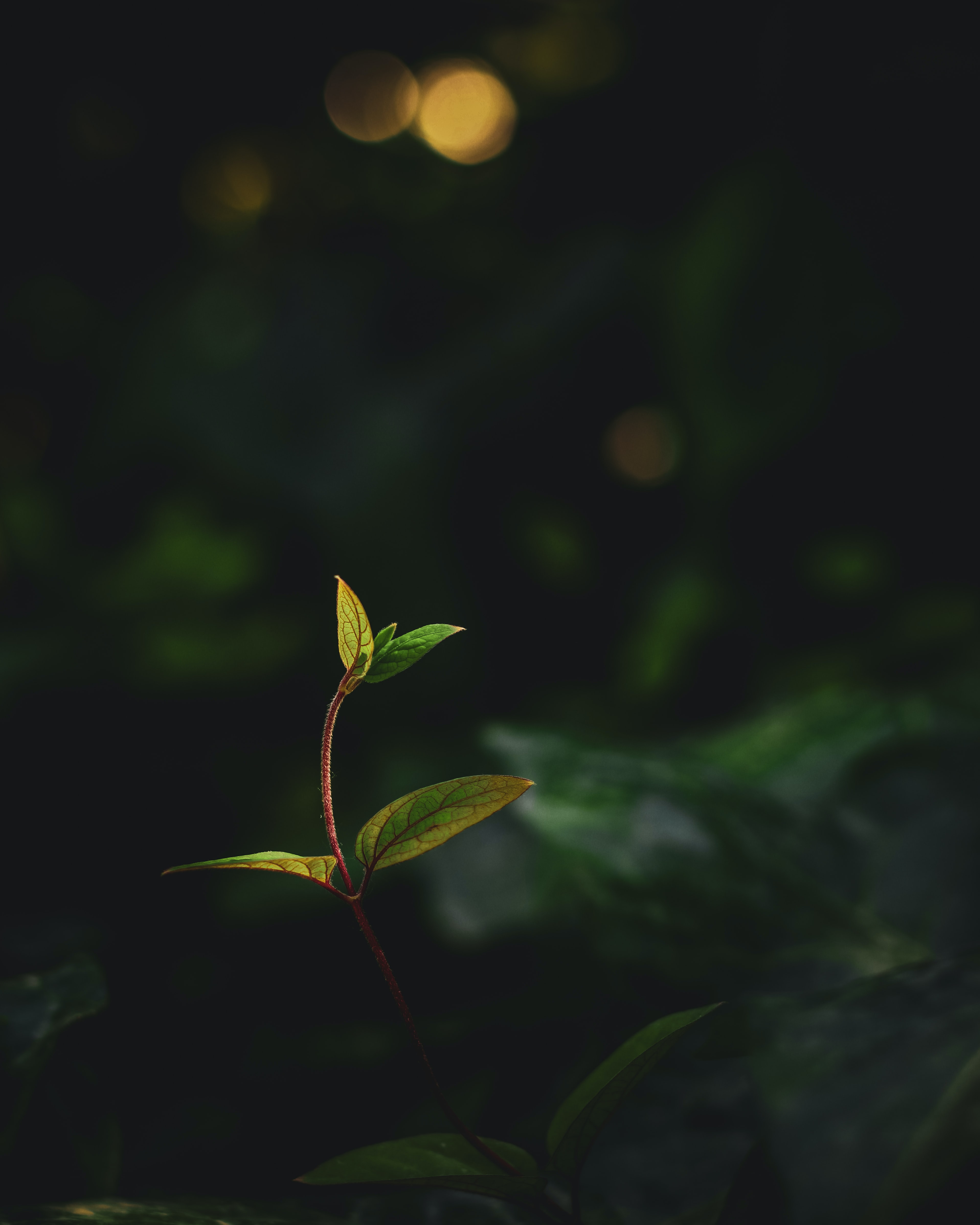 Phone Plant Wallpapers - Wallpaper Cave