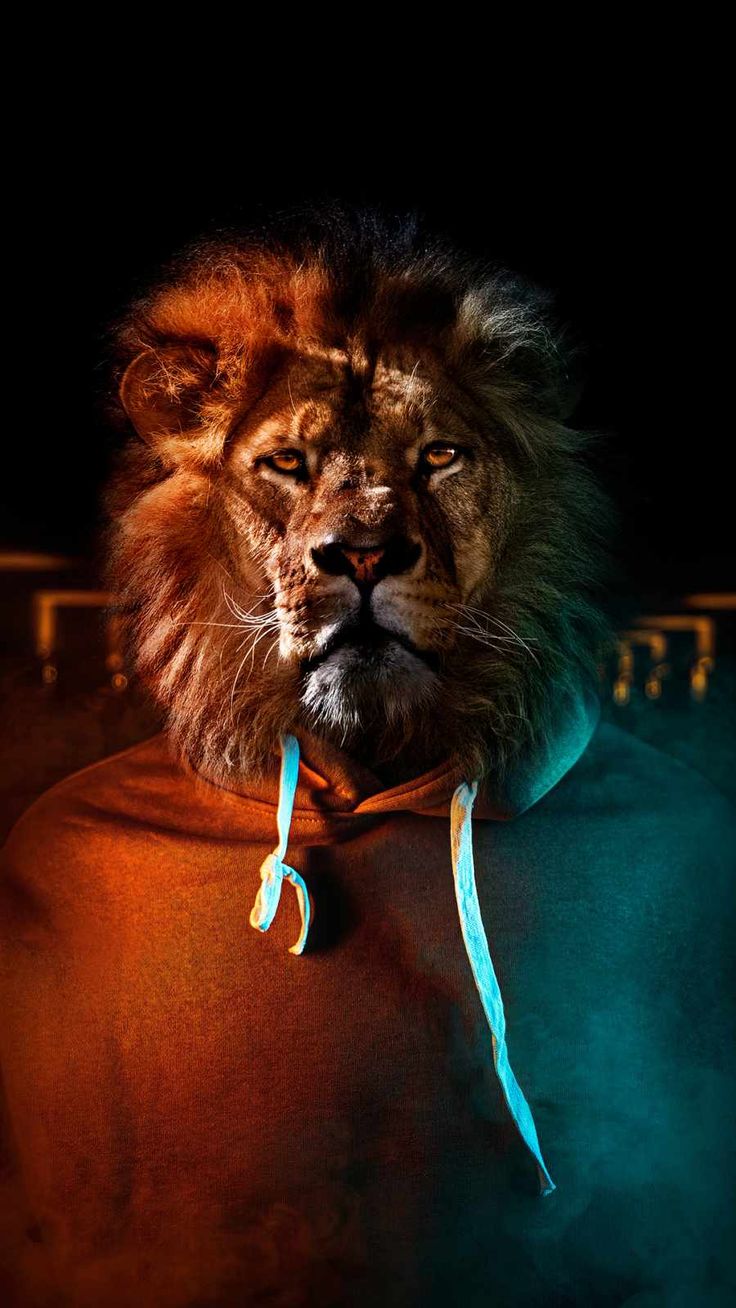 Lion Male Wallpapers - Wallpaper Cave