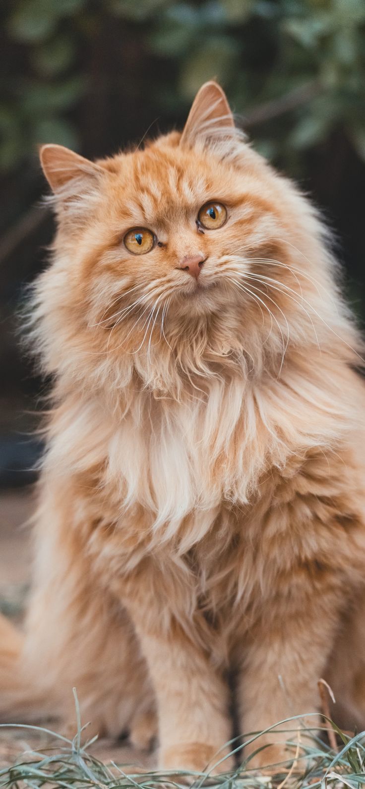 Orange Cat iPhone Wallpapers - Wallpaper Cave