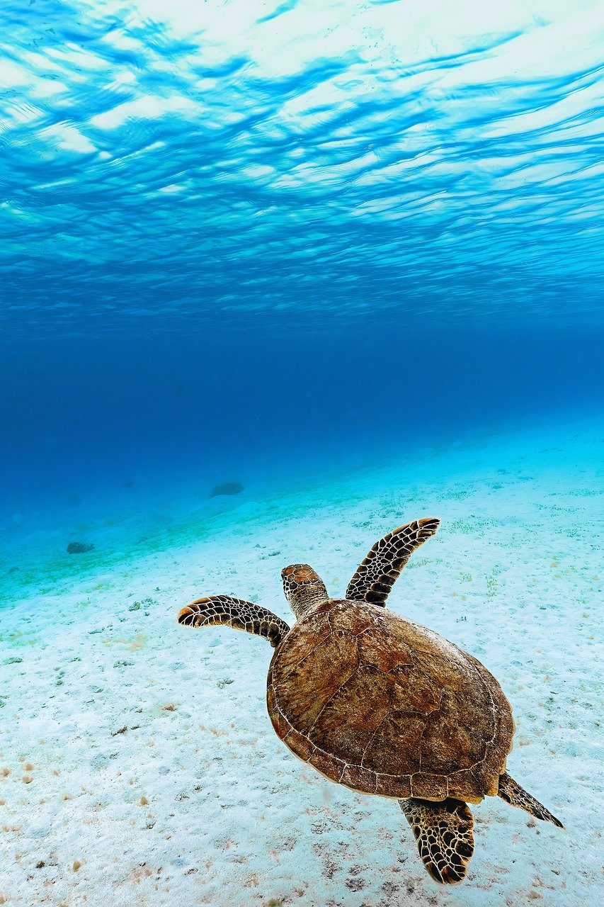Sea Turtle iPhone Wallpapers - Wallpaper Cave