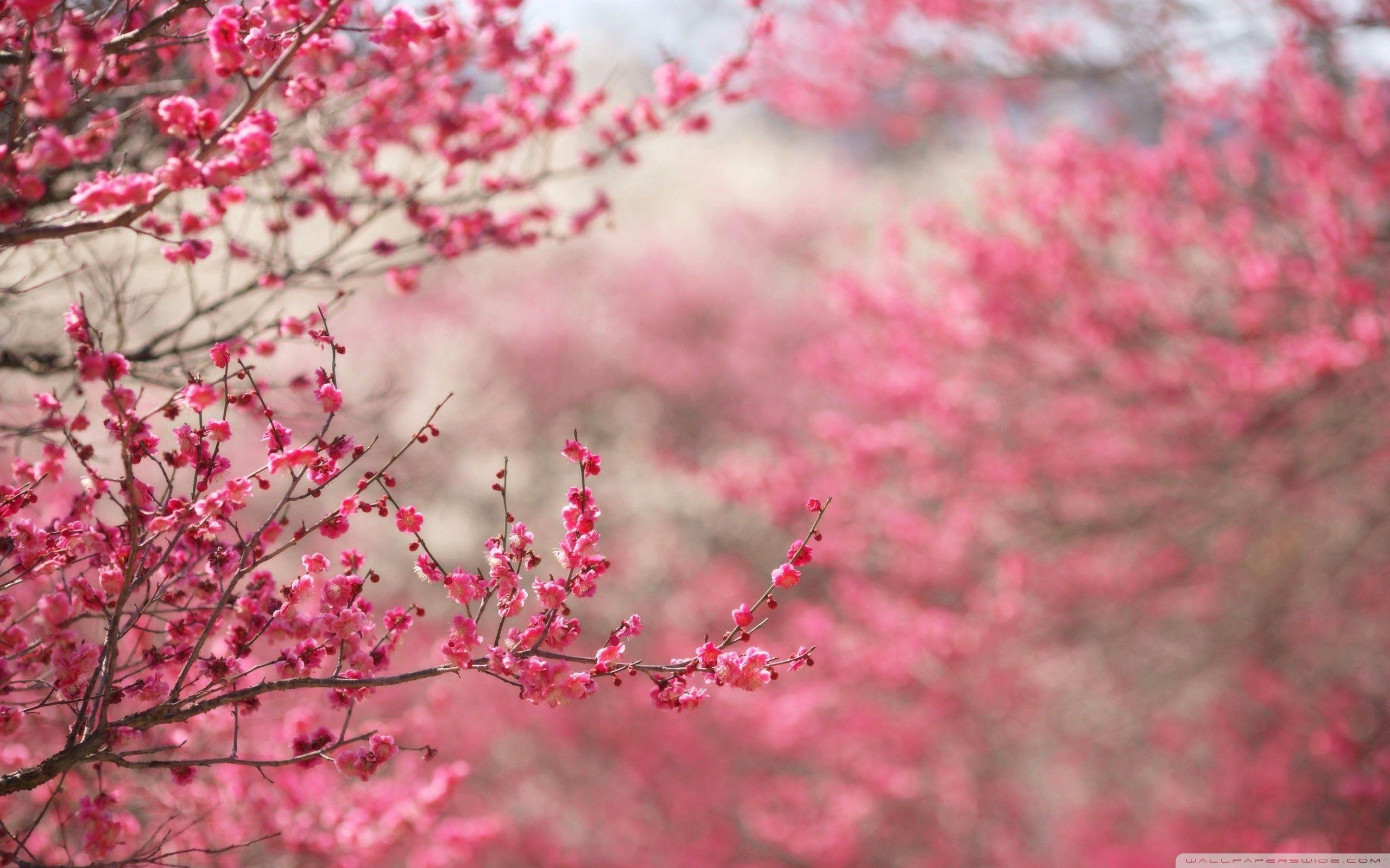 Sakura Desktop 4k Wallpapers - Wallpaper Cave