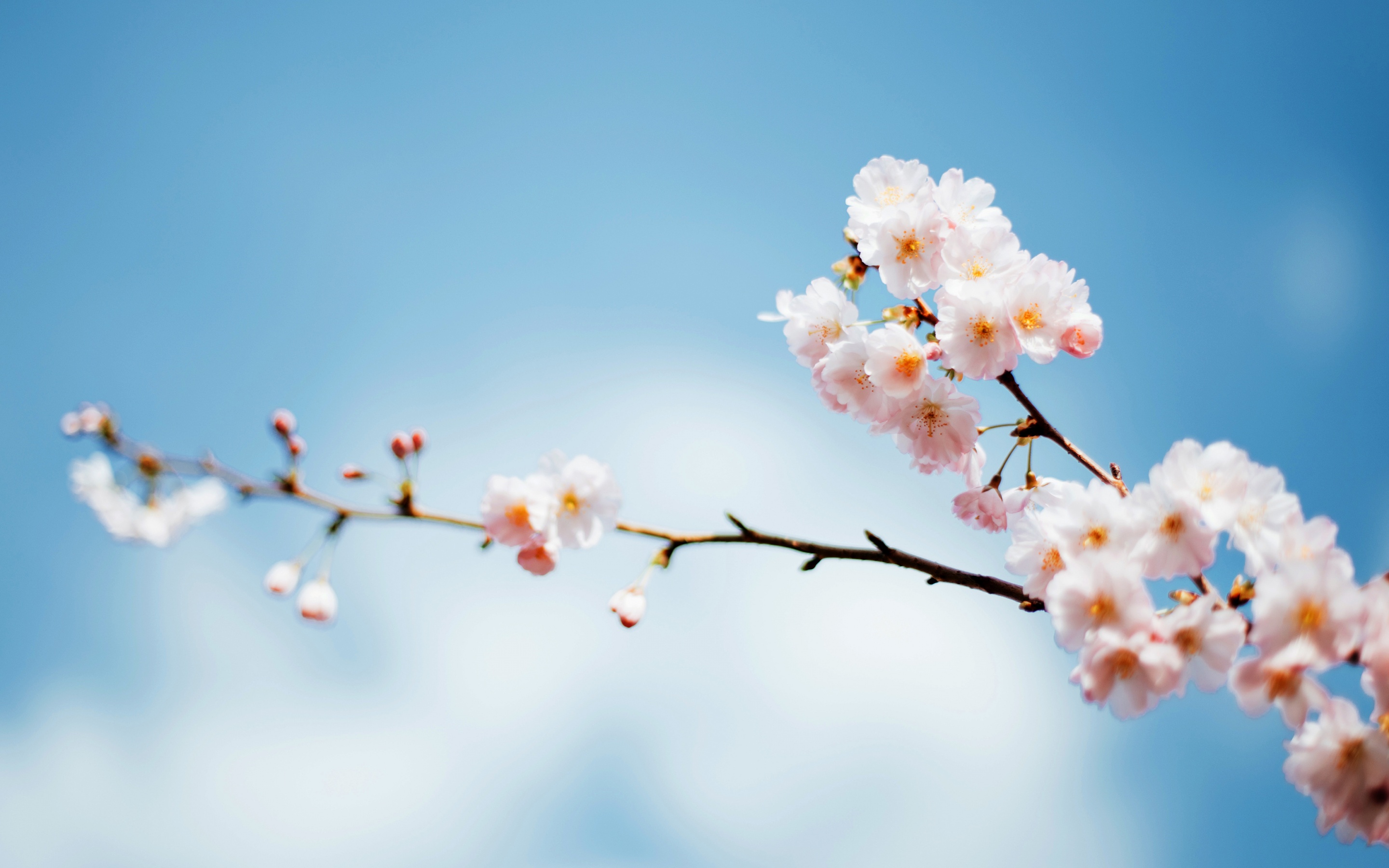Sakura Desktop 4k Wallpapers - Wallpaper Cave