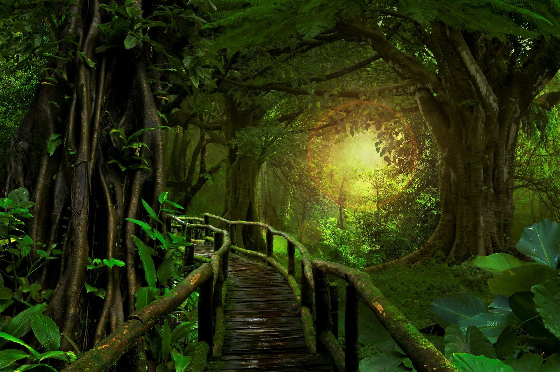 Jungle Forest Wallpapers - Wallpaper Cave