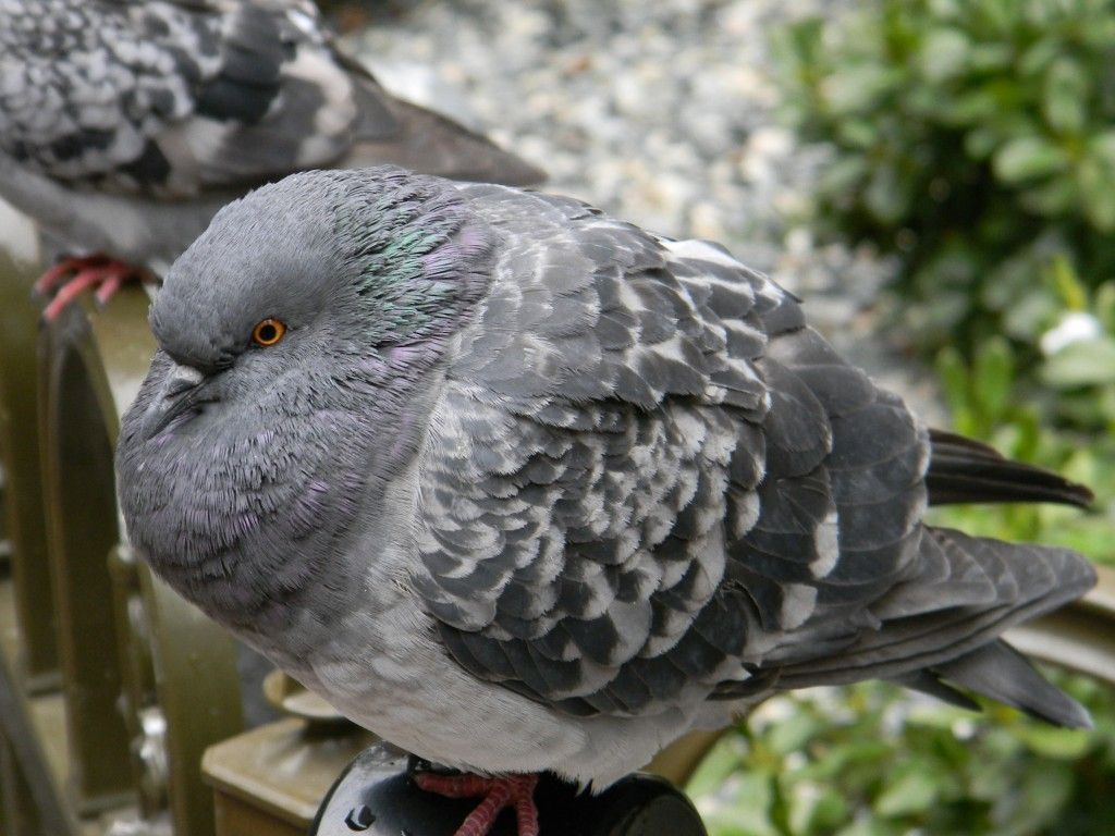 Fat Pigeon Wallpapers - Wallpaper Cave
