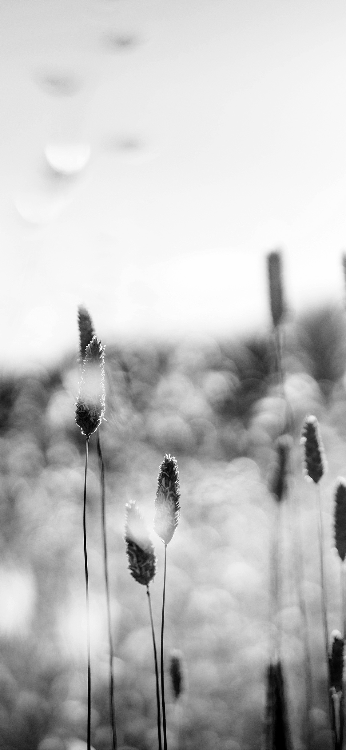 Dark Spring iPhone Wallpapers - Wallpaper Cave