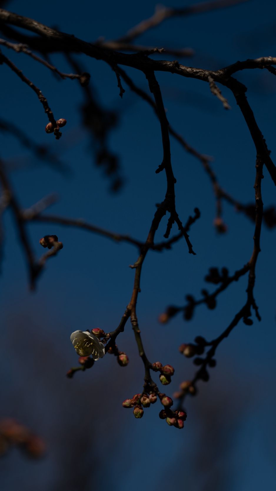 Dark Spring iPhone Wallpapers - Wallpaper Cave