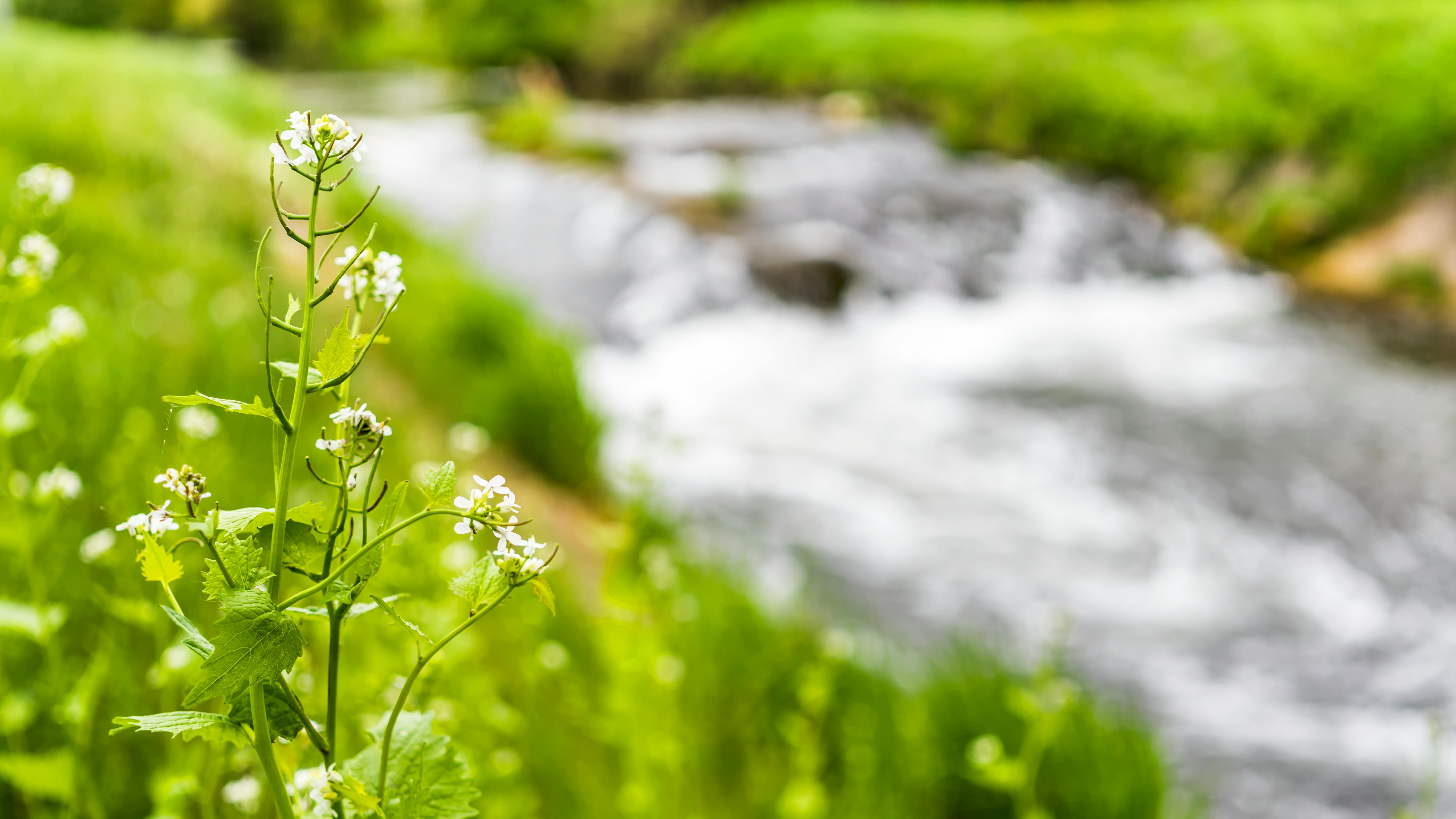 River Spring Flowers Wallpapers - Wallpaper Cave