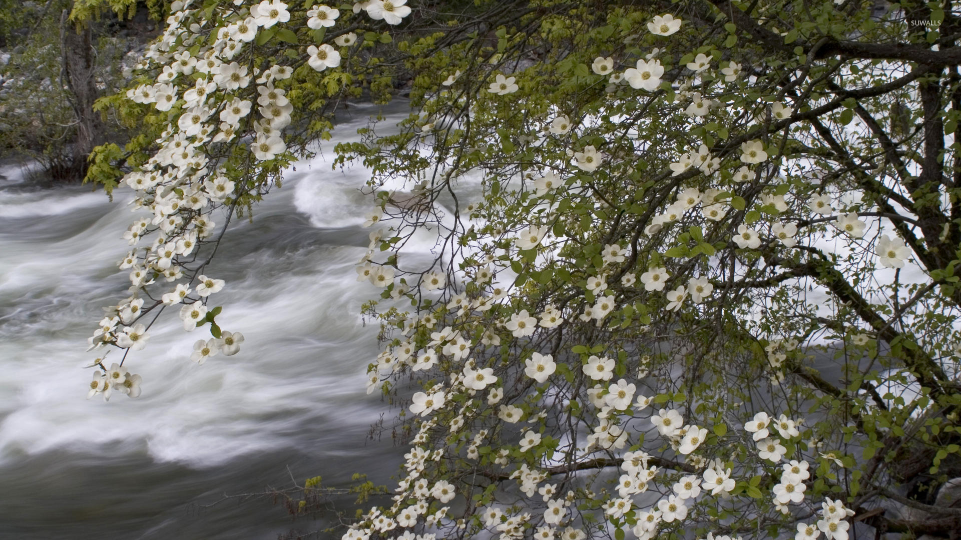 River Spring Flowers Wallpapers - Wallpaper Cave
