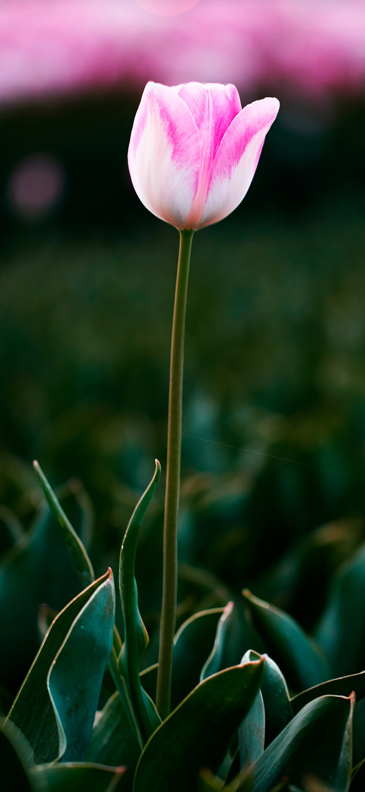 Dark Spring iPhone Wallpapers - Wallpaper Cave