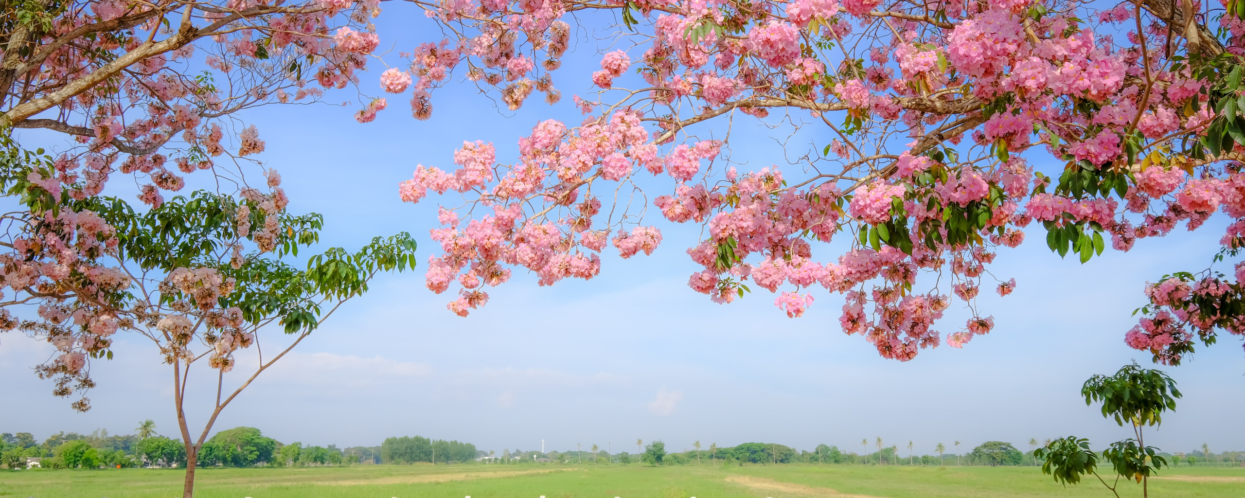 River Spring Flowers Wallpapers - Wallpaper Cave