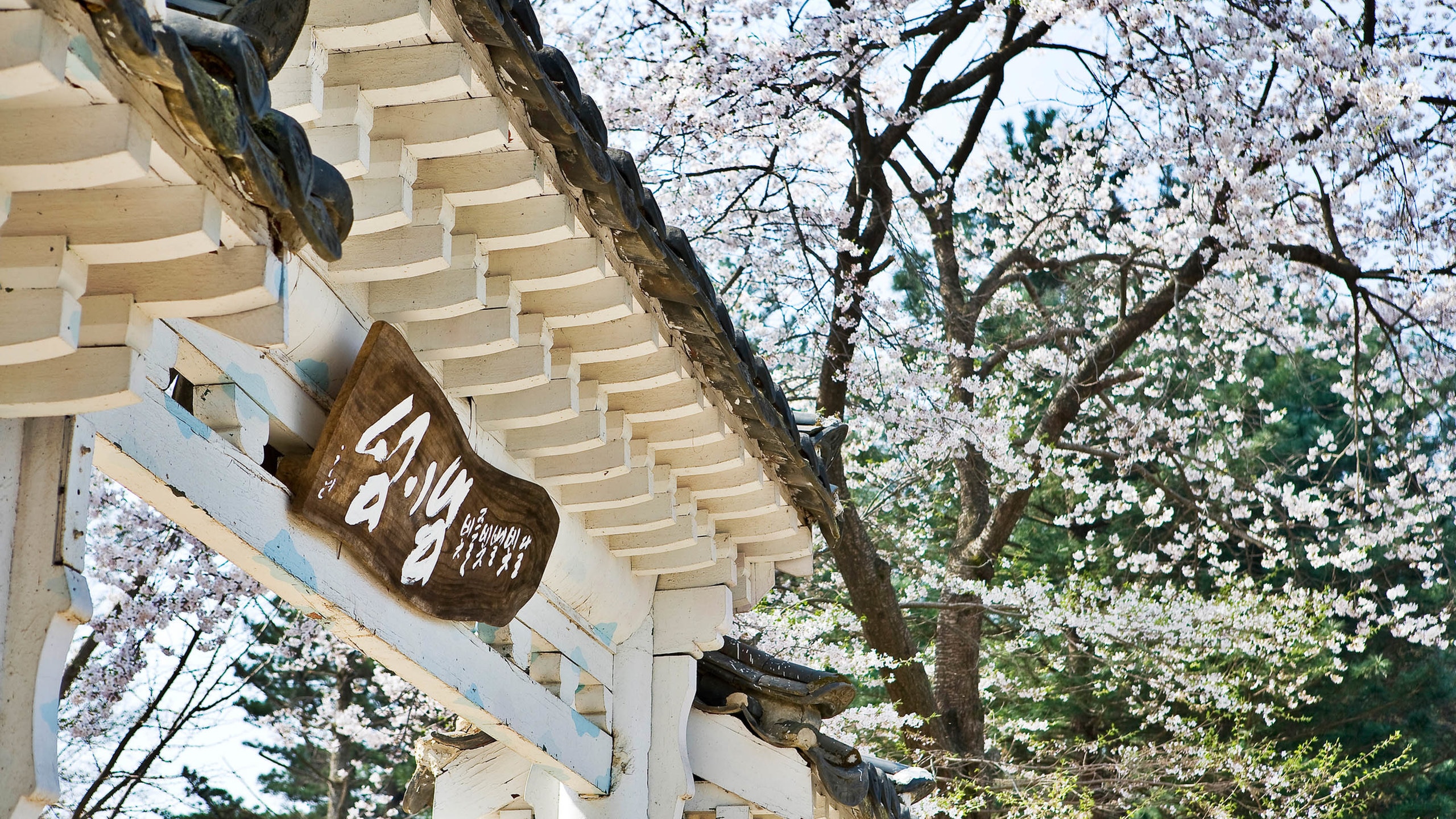 Spring South Korea 2560x1440 Wallpapers - Wallpaper Cave