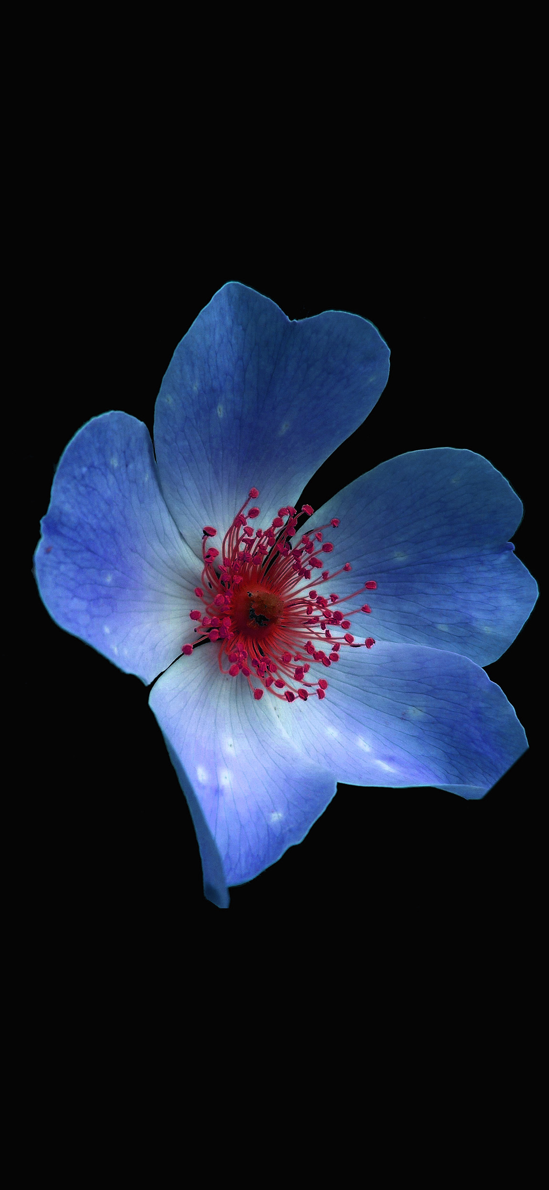 Dark Spring iPhone Wallpapers - Wallpaper Cave