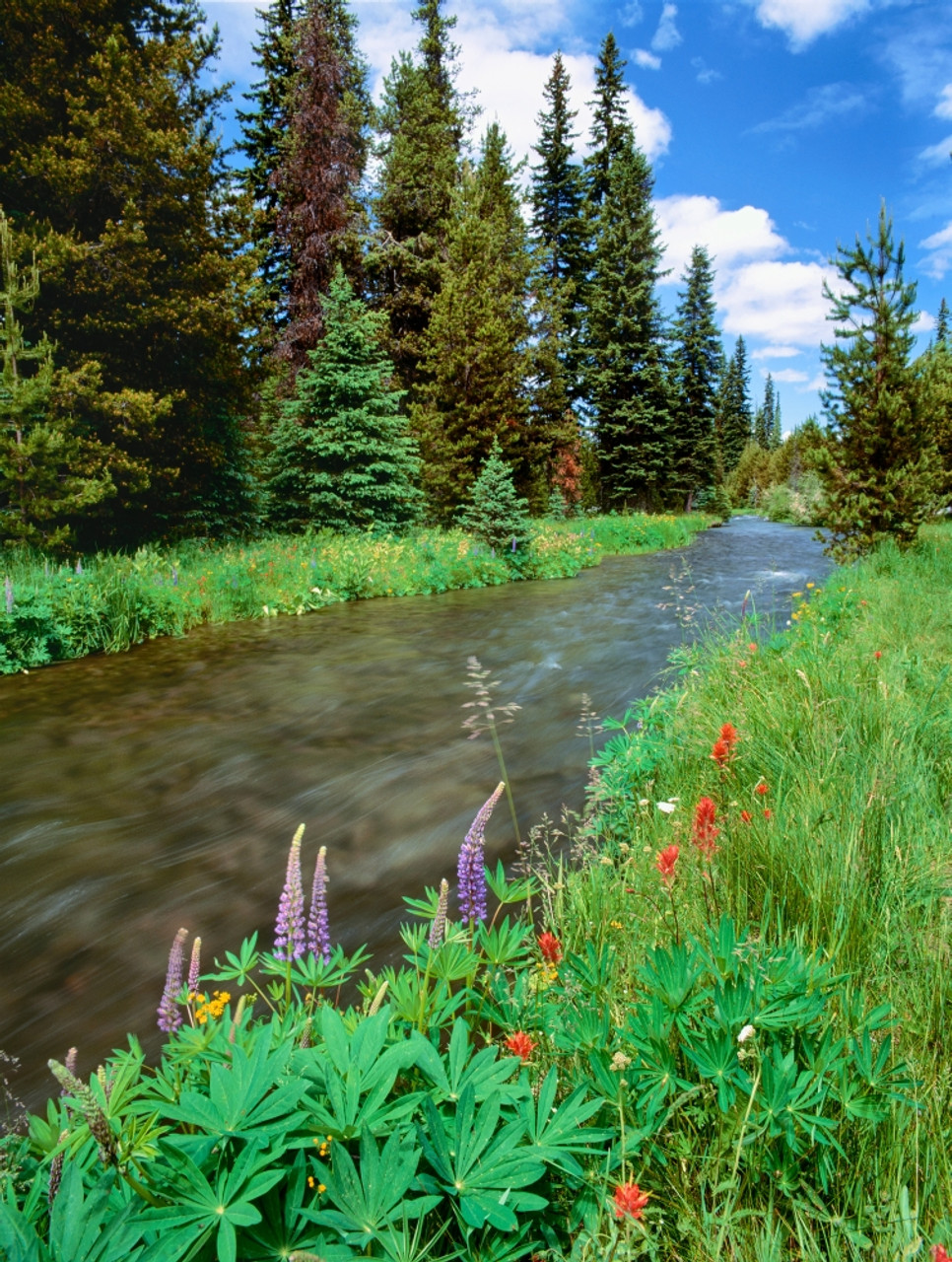 River Spring Flowers Wallpapers - Wallpaper Cave