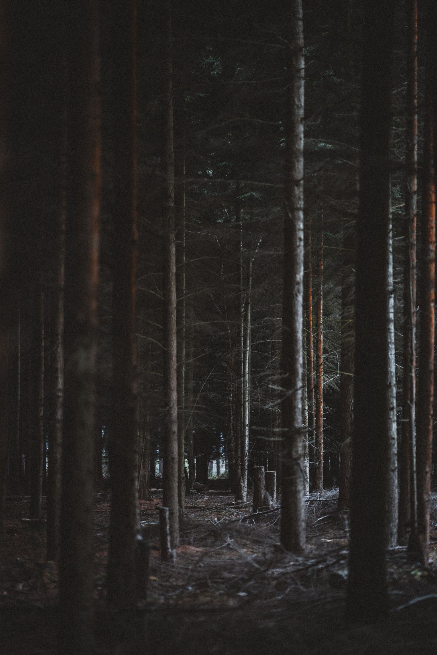 Moody Forest Wallpapers - Wallpaper Cave