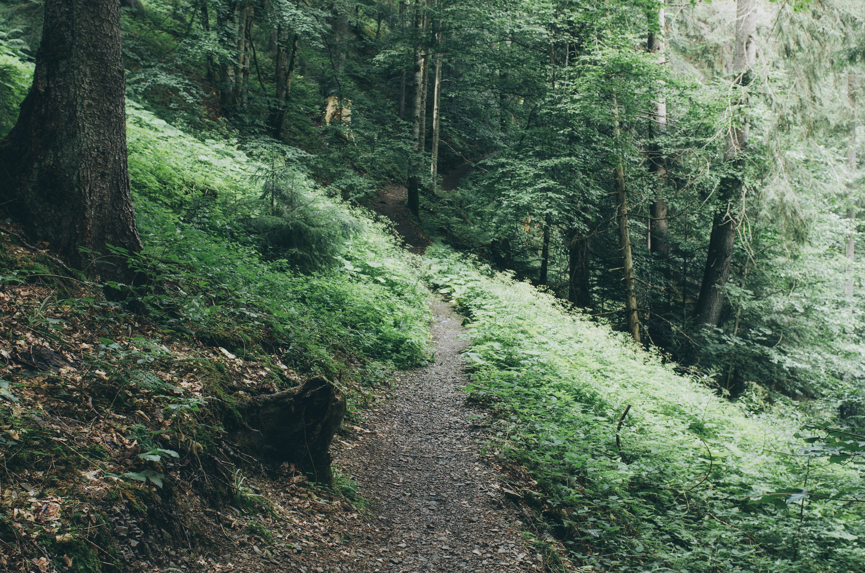 Moody Forest Wallpapers - Wallpaper Cave