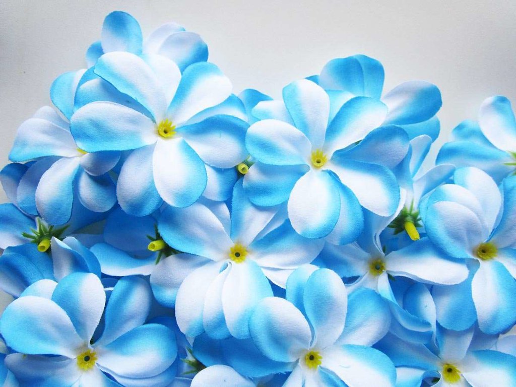 Cute Spring Blue Flowers Wallpapers - Wallpaper Cave