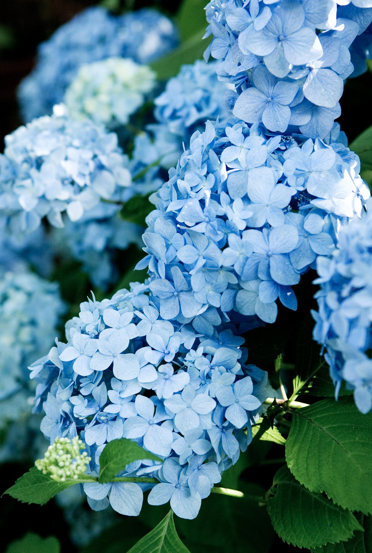 Cute Spring Blue Flowers Wallpapers - Wallpaper Cave