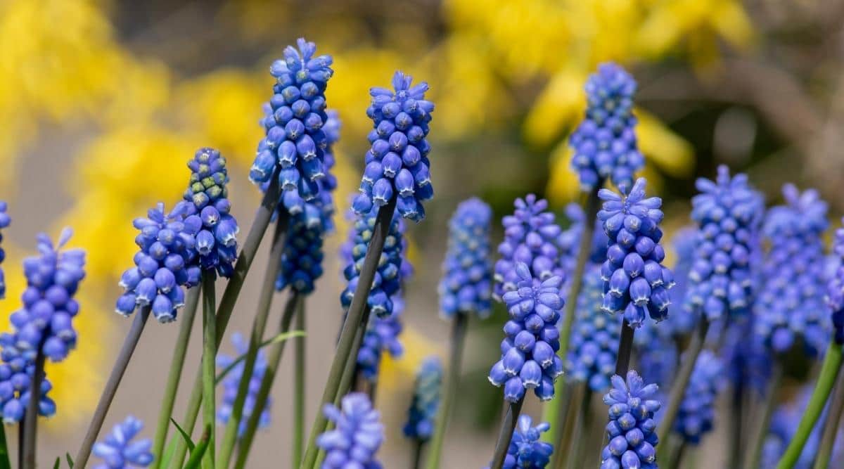 Cute Spring Blue Flowers Wallpapers - Wallpaper Cave