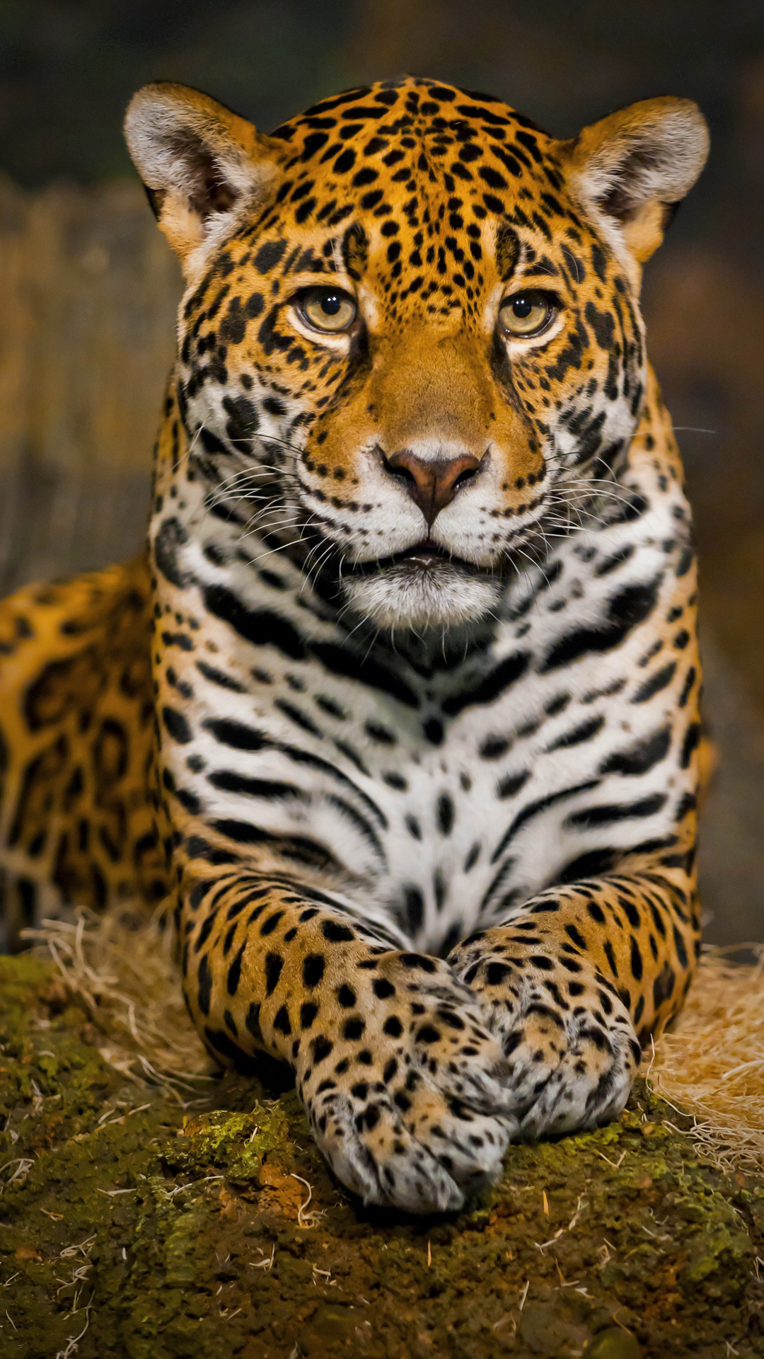 iPhone Leopard Wallpapers - Wallpaper Cave