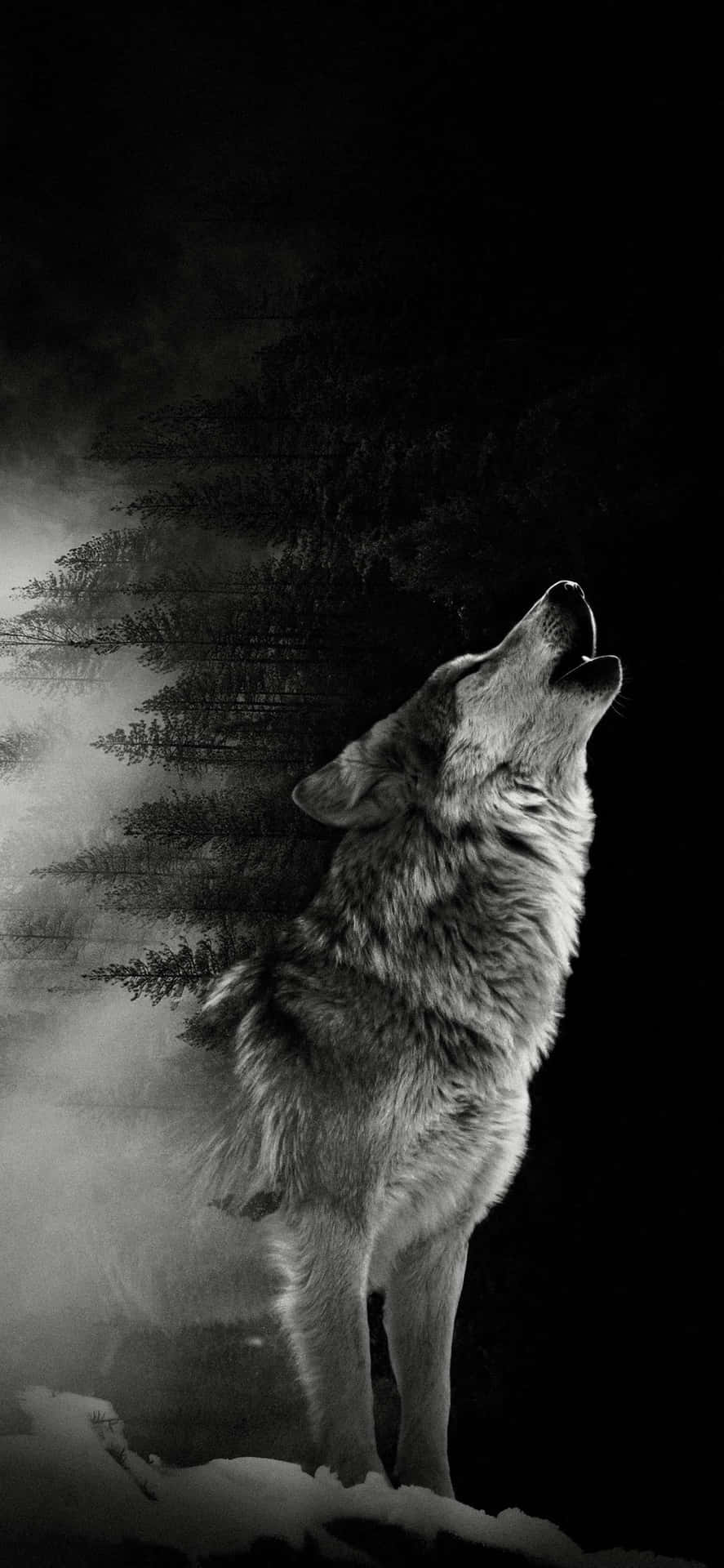 Alpha Wolves Wallpapers - Wallpaper Cave