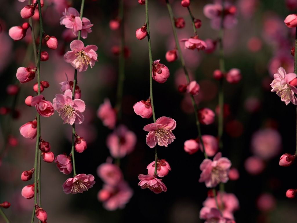 Spring Pink Flowers Wallpapers - Wallpaper Cave