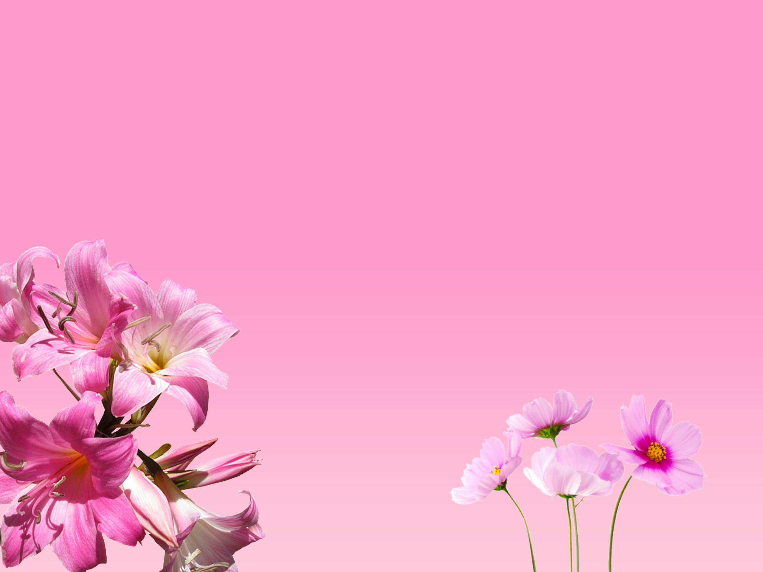 Spring Pink Flowers Wallpapers - Wallpaper Cave