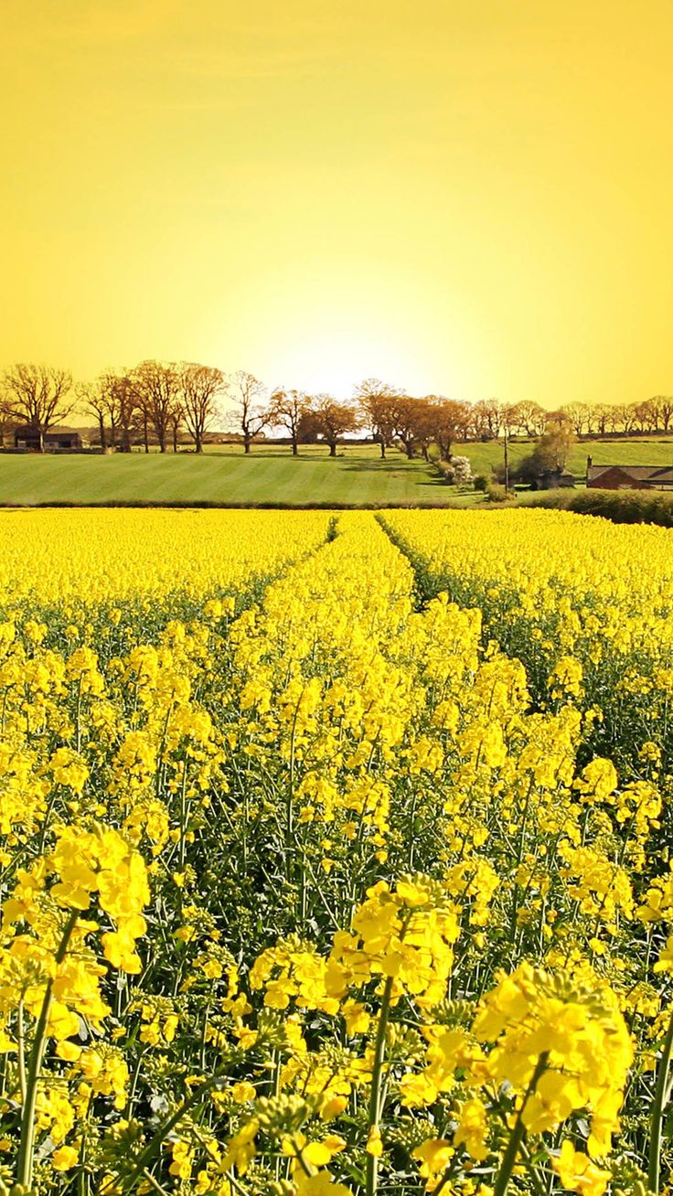 Yellow Spring Fields Wallpapers - Wallpaper Cave