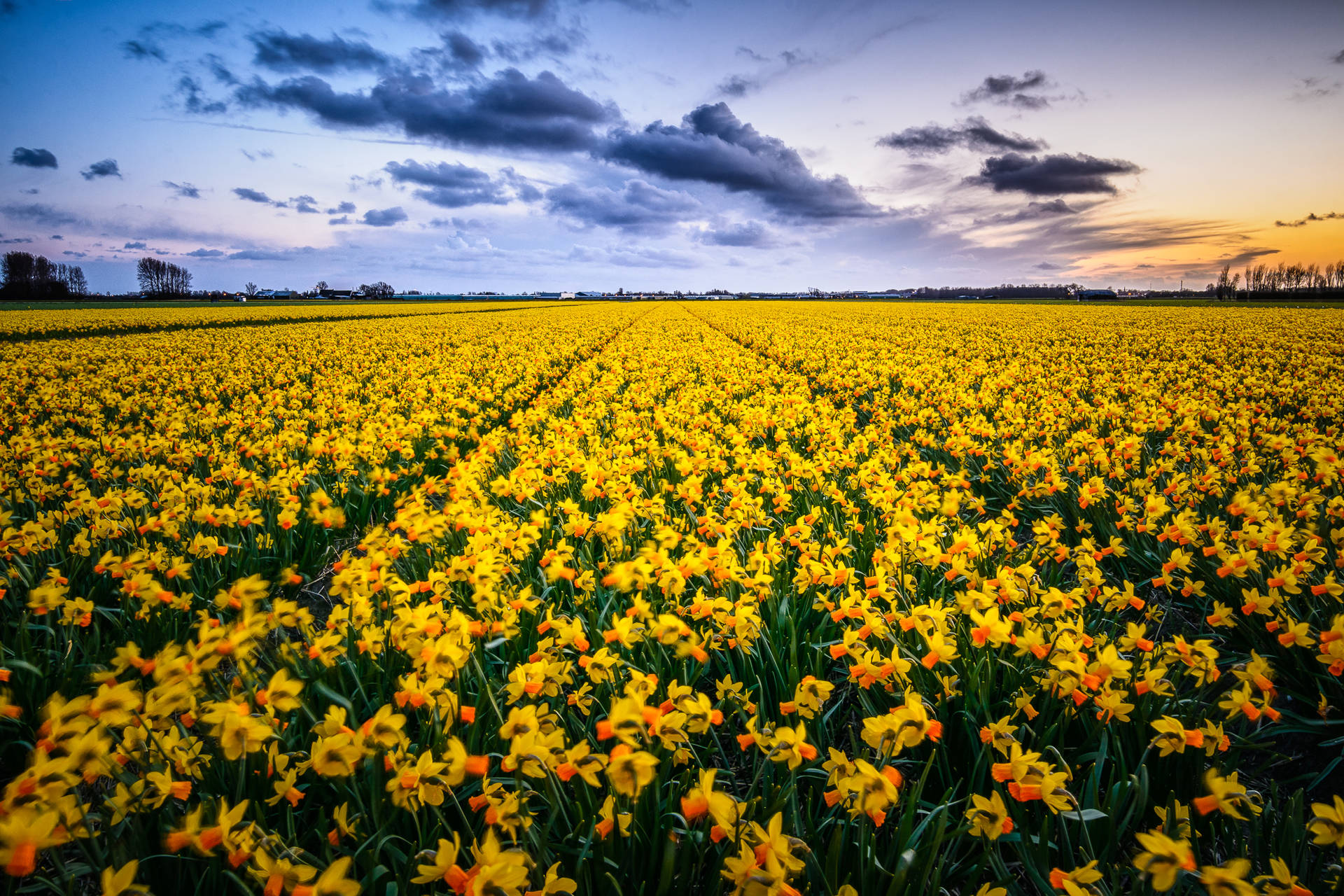Yellow Spring Fields Wallpapers - Wallpaper Cave