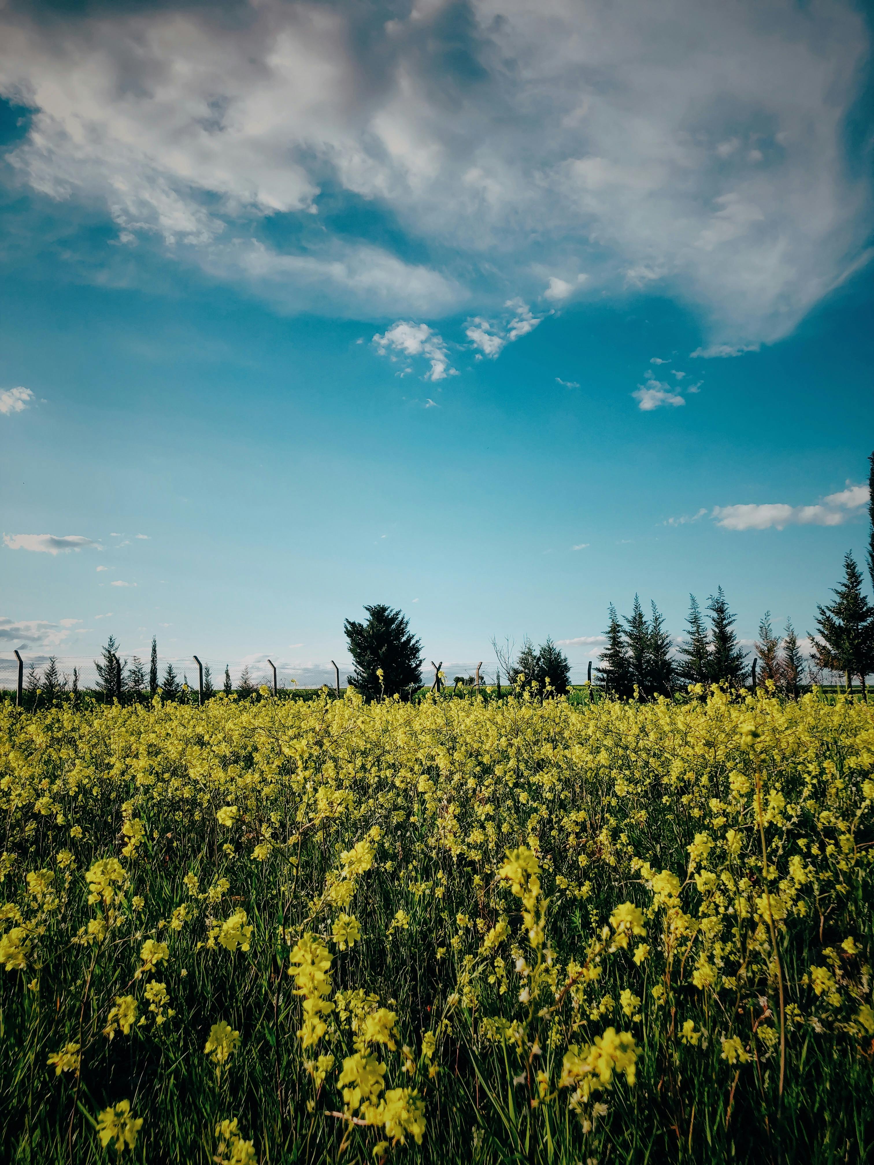 Yellow Spring Fields Wallpapers - Wallpaper Cave