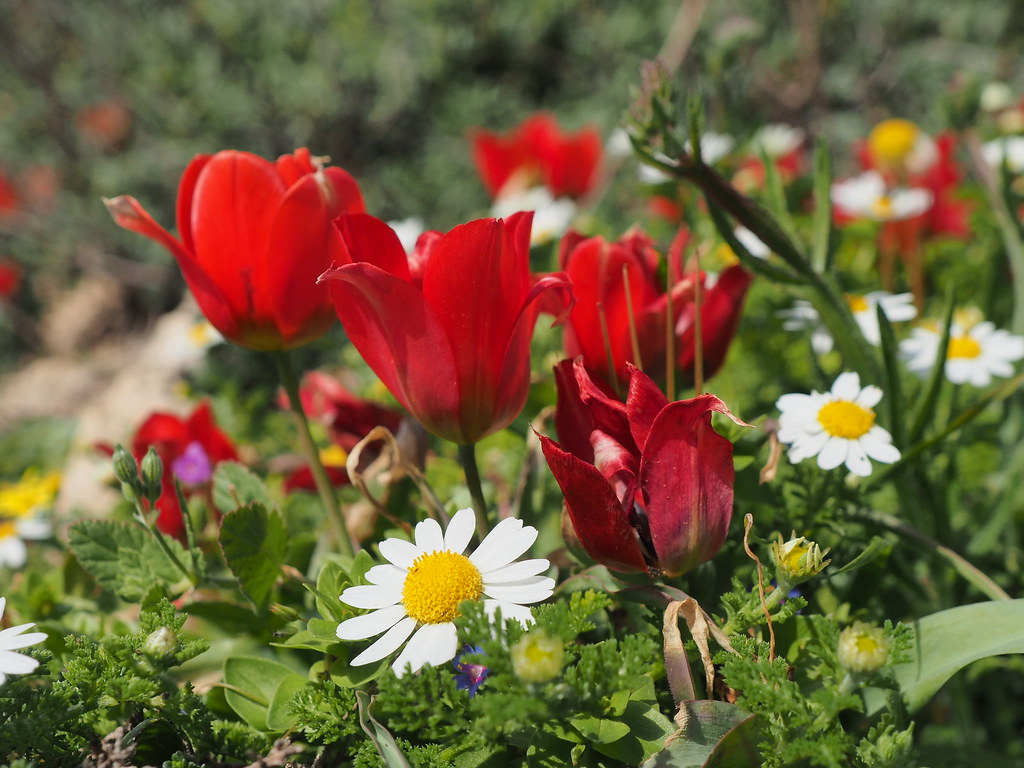 Mediterranean Spring Wallpapers - Wallpaper Cave